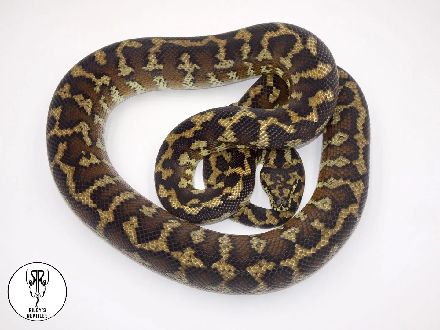 Breeders — Riley's Reptiles