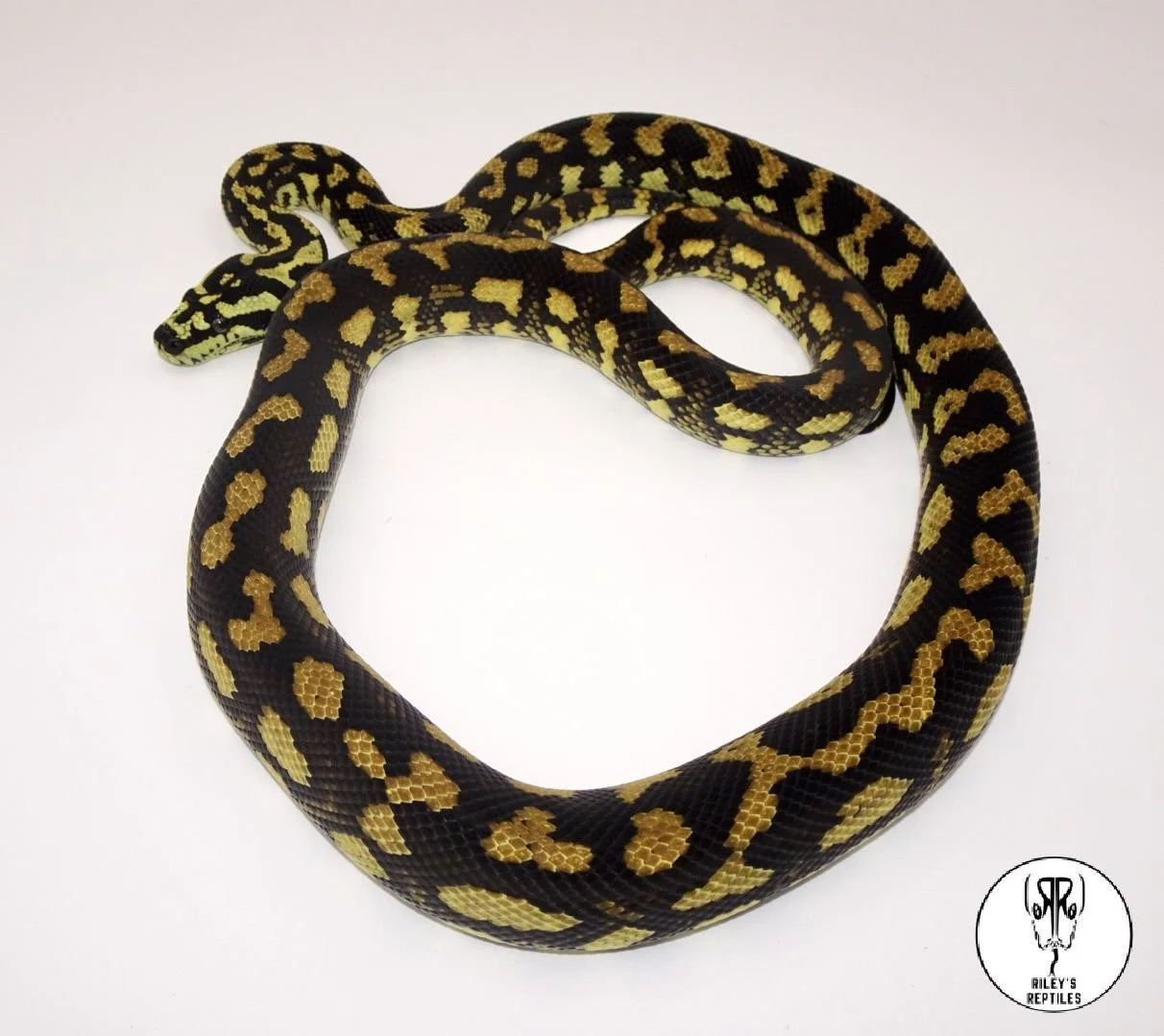 Breeders | Discover Quality Reptile Breeders — Riley's Reptiles