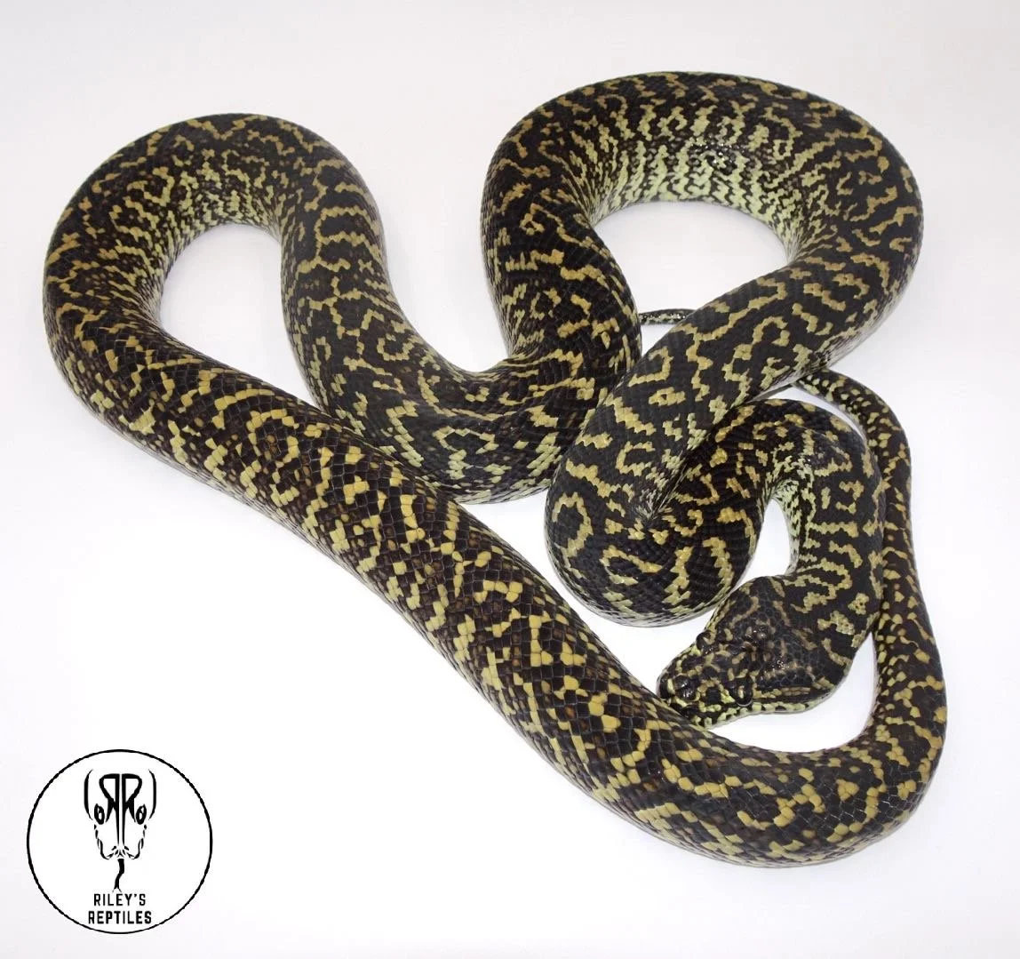 Breeders — Riley's Reptiles