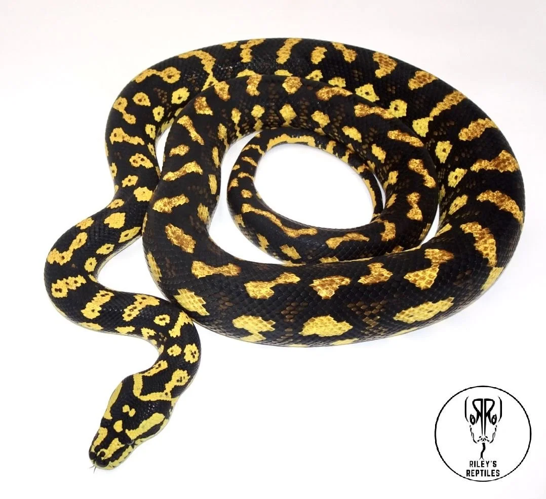 Breeders — Riley's Reptiles