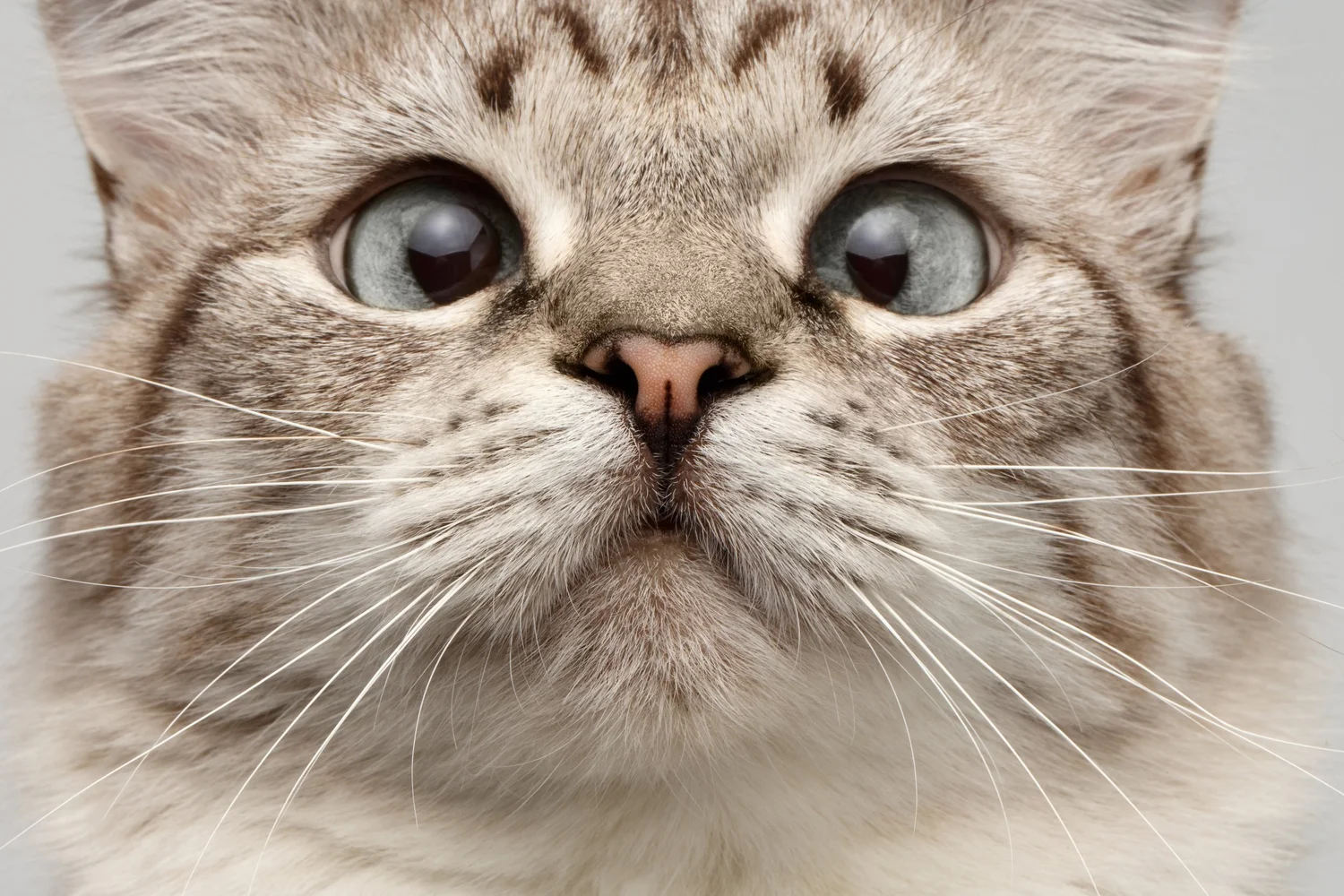 How Cats Noses Really Work — The Hervey Foundation for Cats
