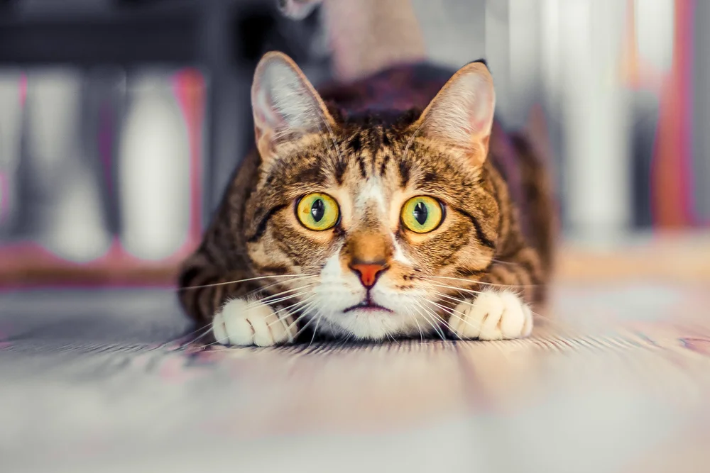 Why Do Cats Seem to Stare at Nothing? What Are They Looking At? — The ...