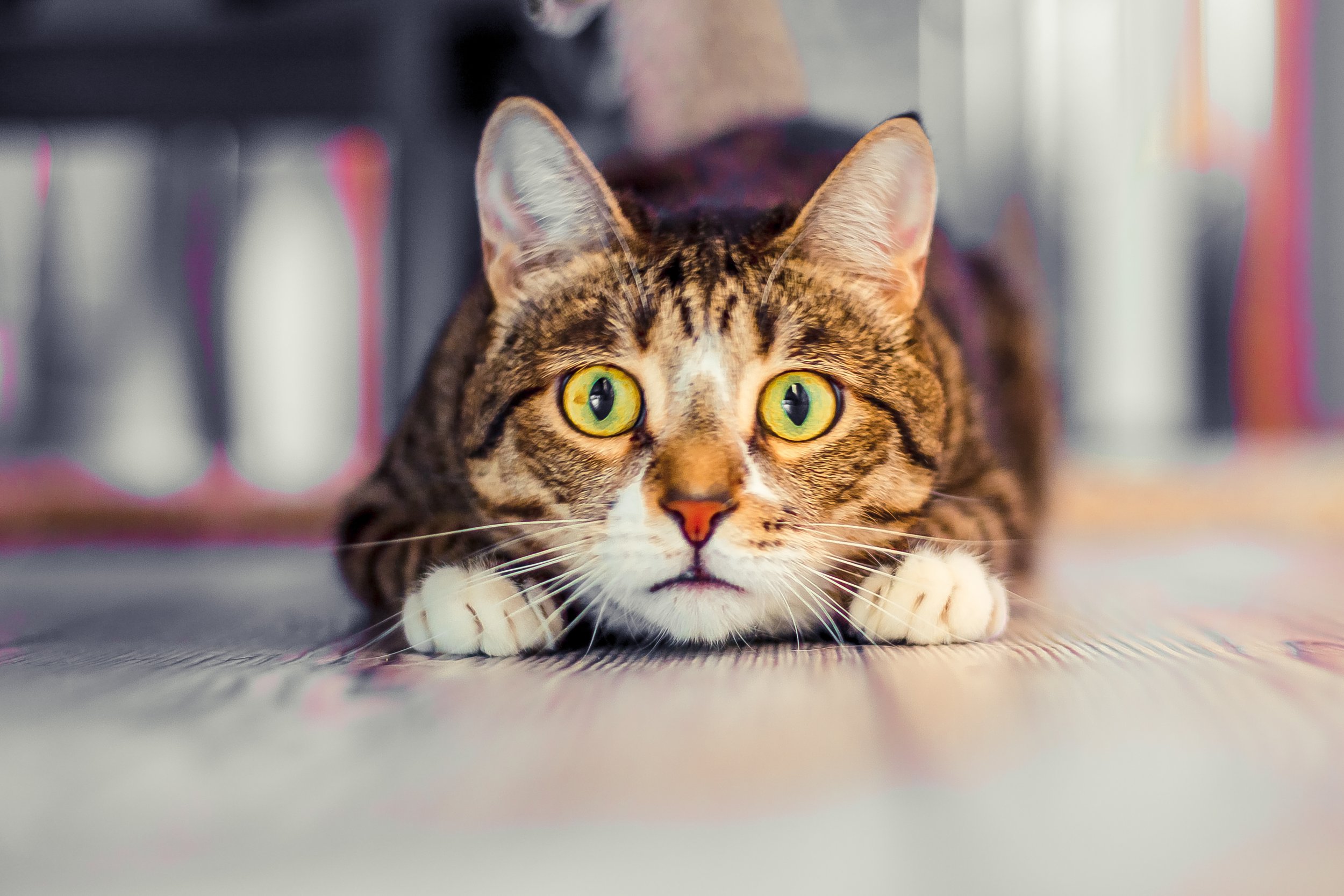 Why Do Cats Seem to Stare at Nothing? What Are They Looking At? — The ...