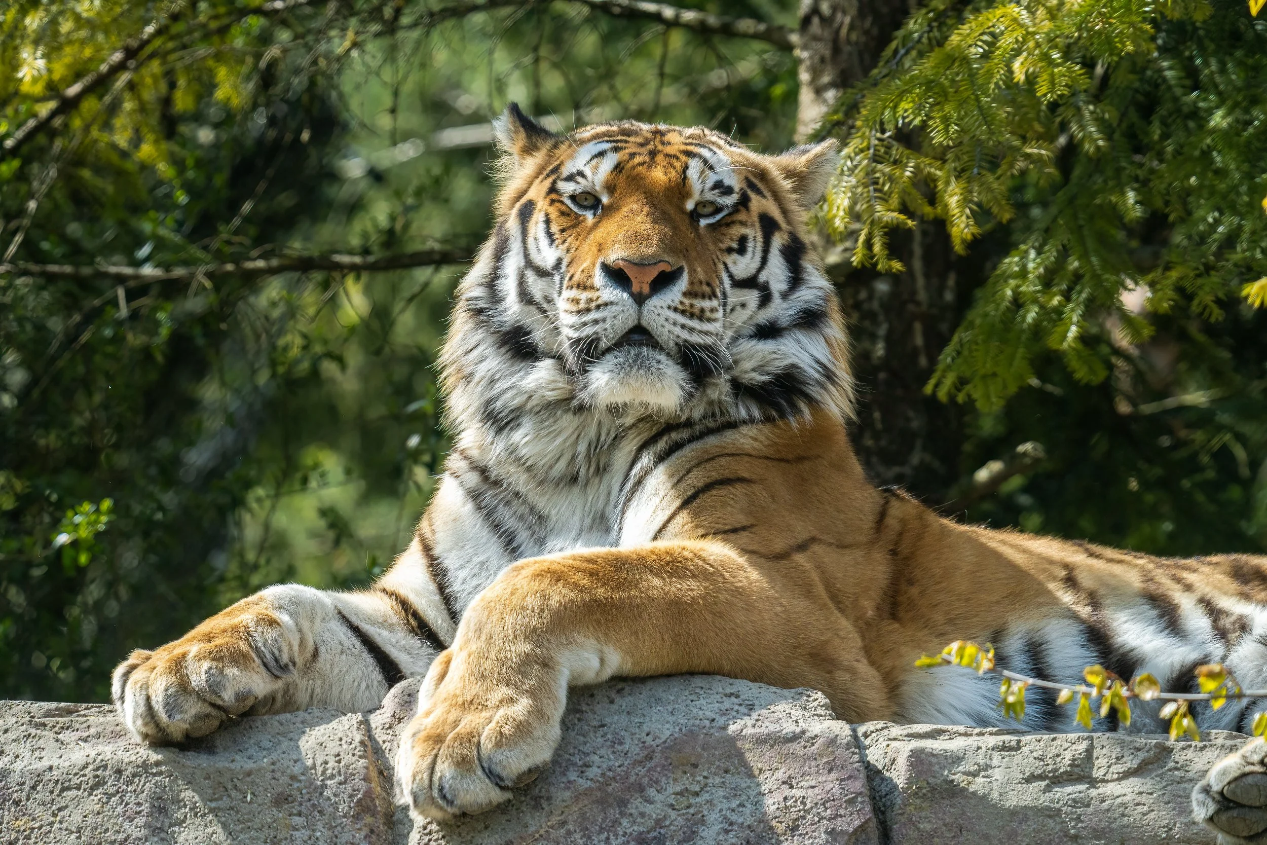 Are Lions, Tigers, and Other Big Cats Truly Related to House Cats ...