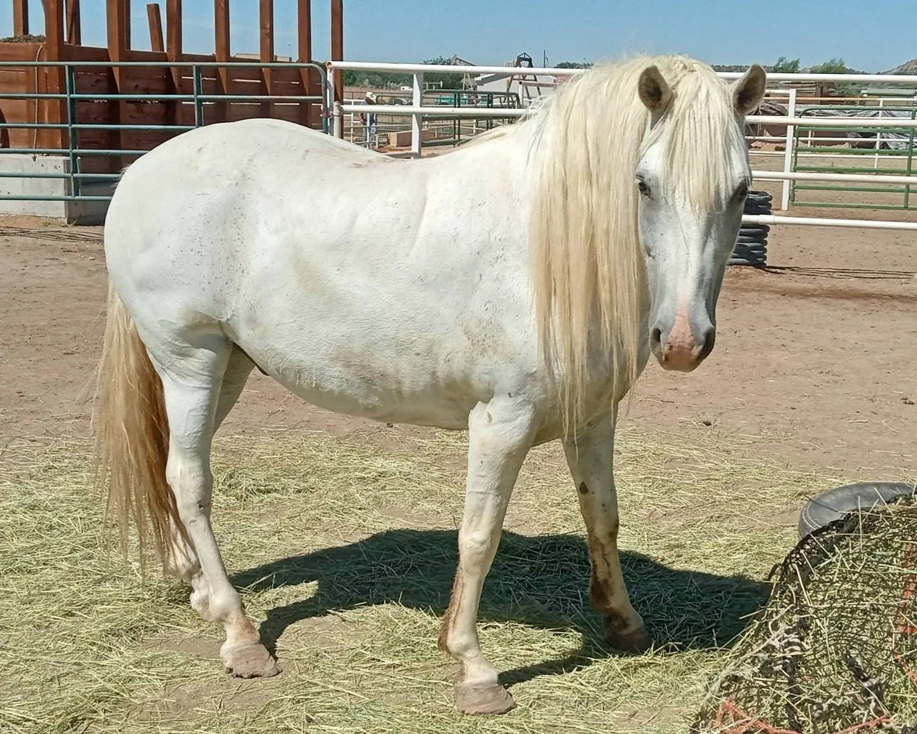 Unstarted Horses — Four Corners Equine Rescue
