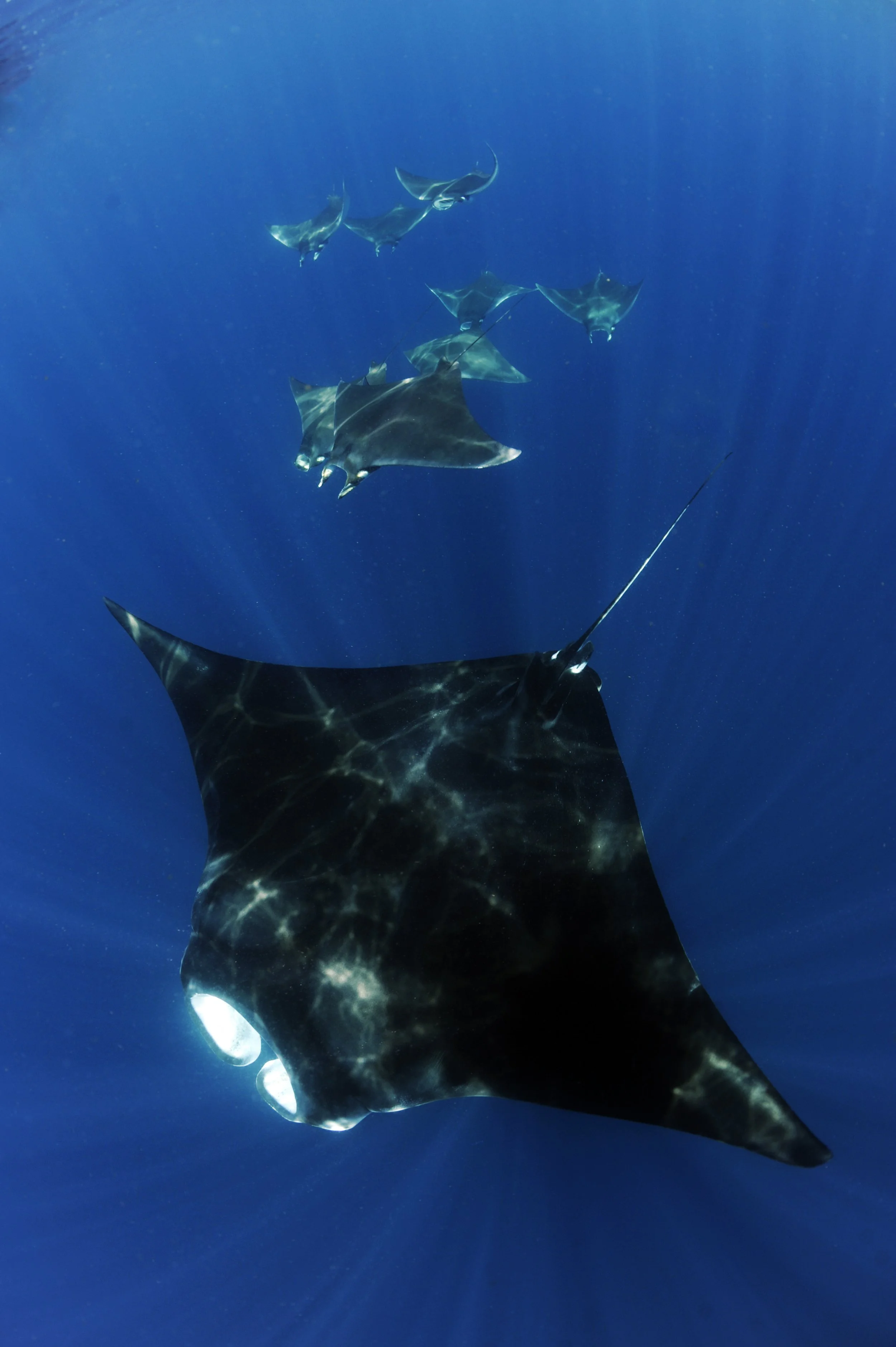 Atlantic Manta Coalition