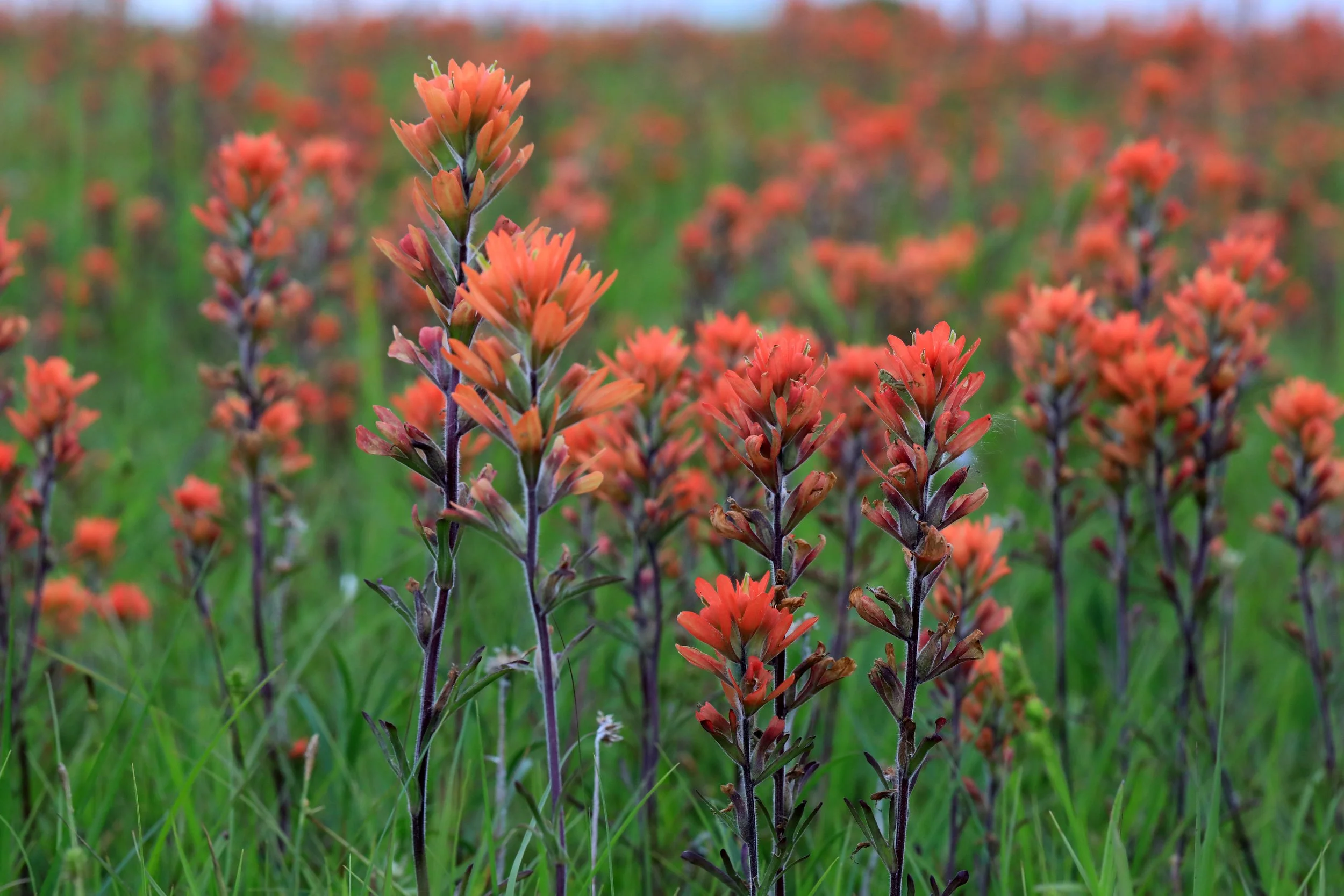 Paintbrush Prairie — Kansas Land Trust