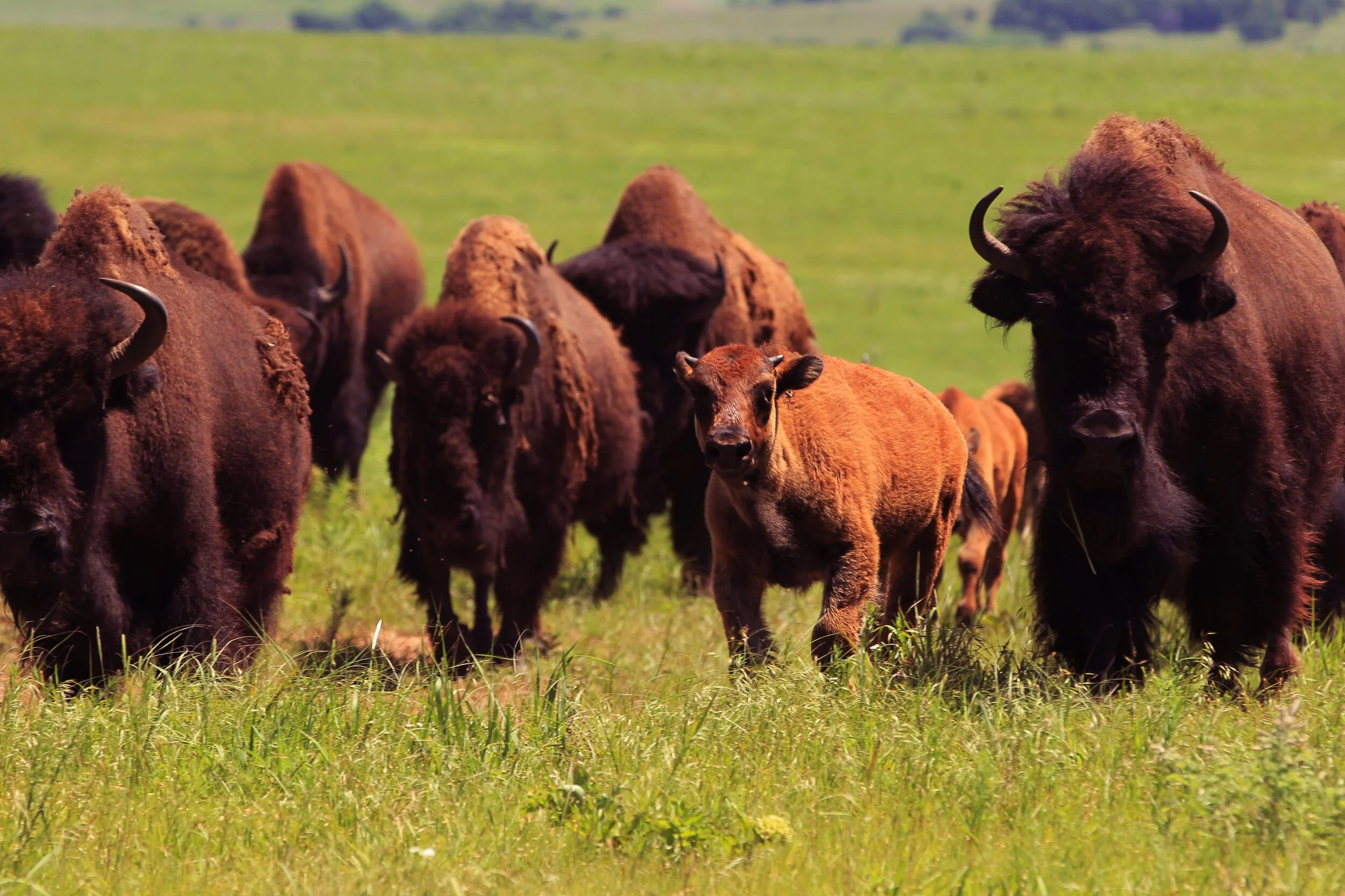 Red Buffalo Ranch — Kansas Land Trust