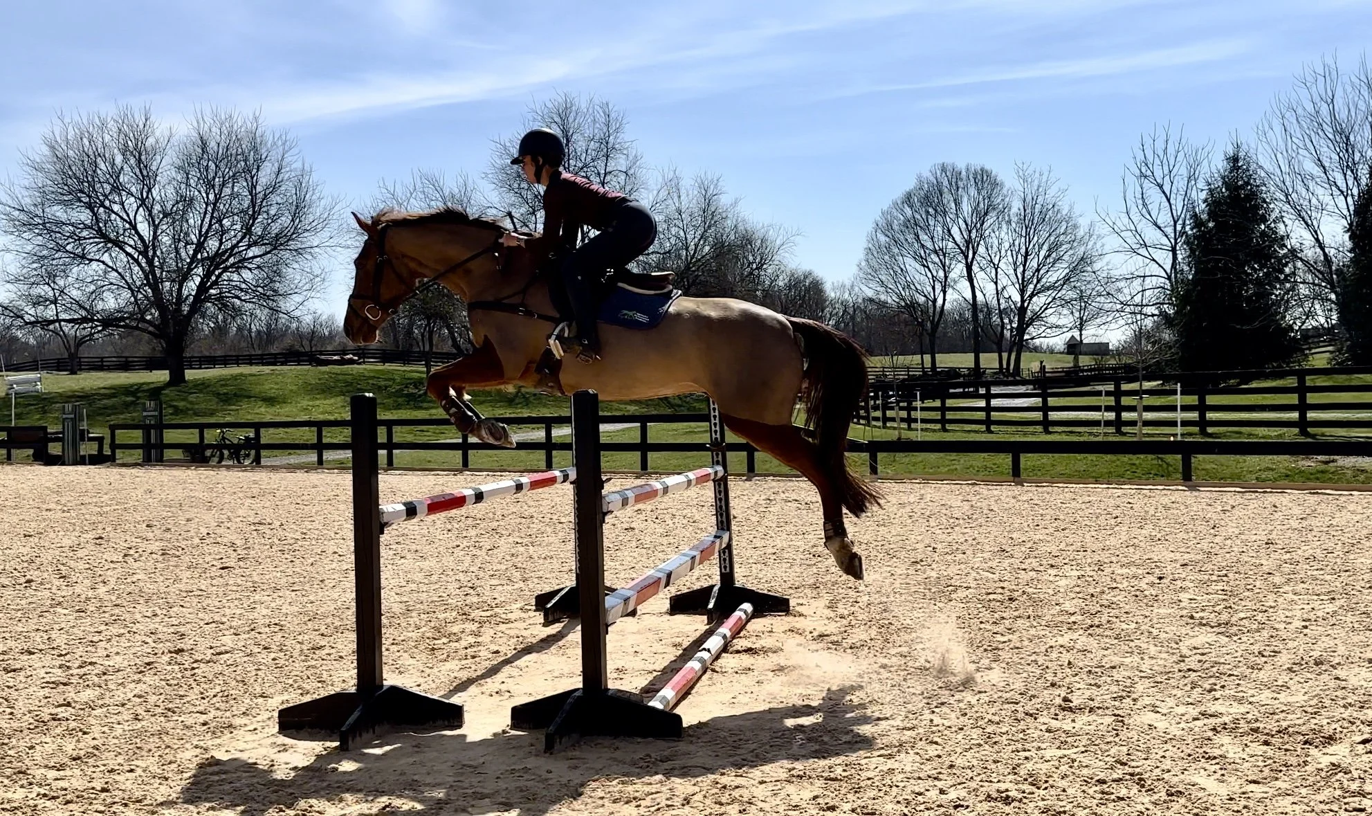 Horses For Sale — Bourke Eventing