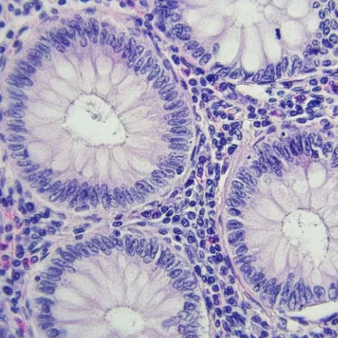 ROCKFORD ASSOCIATED PATHOLOGISTS / ROCKFORD ASSOCIATED CLINICAL ...