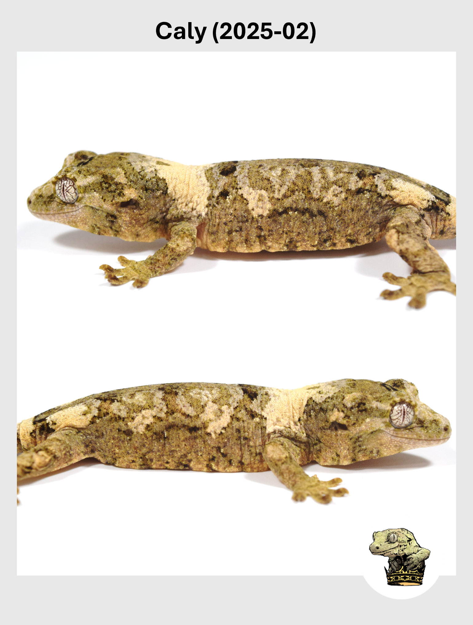 White Collar Female*! Caly (2025-02) — Troys Geckos