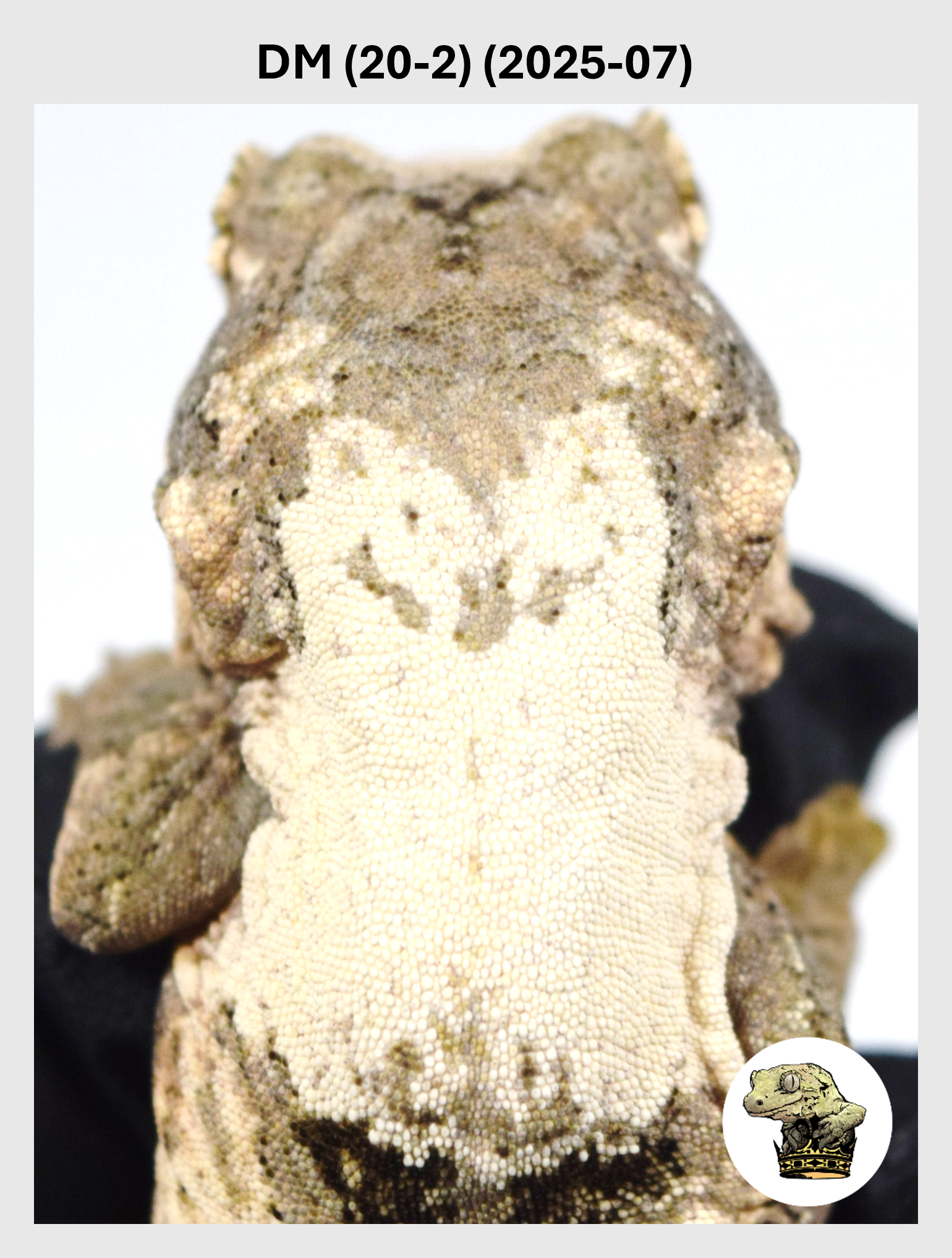 Super High White Female! DM (20-2) (2025-07) — Troys Geckos