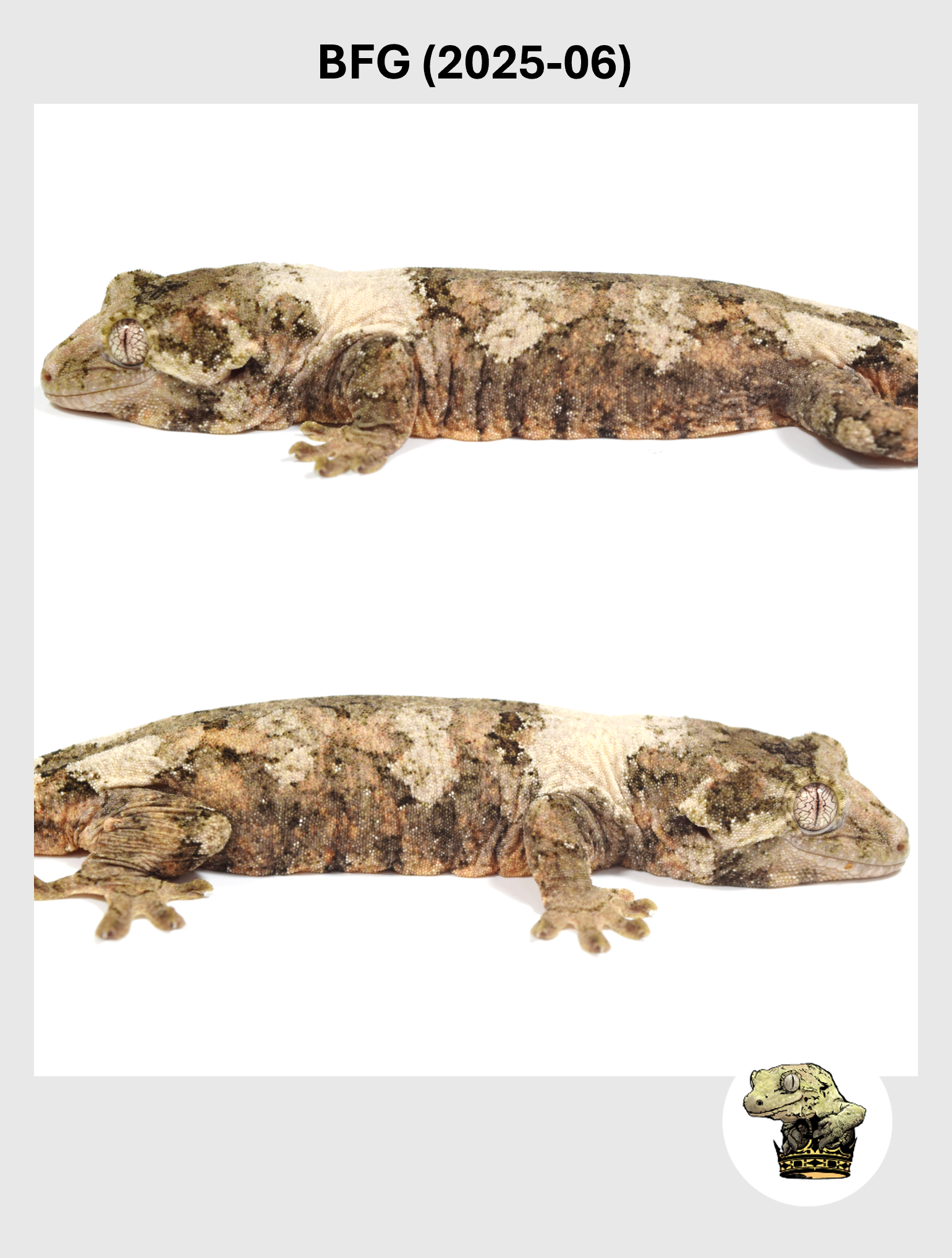 Large White Collar Female*! BFG (2025-06) — Troys Geckos