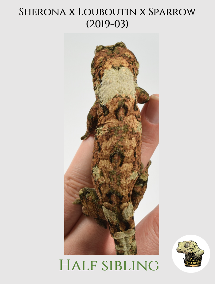 Shop — Troys Geckos