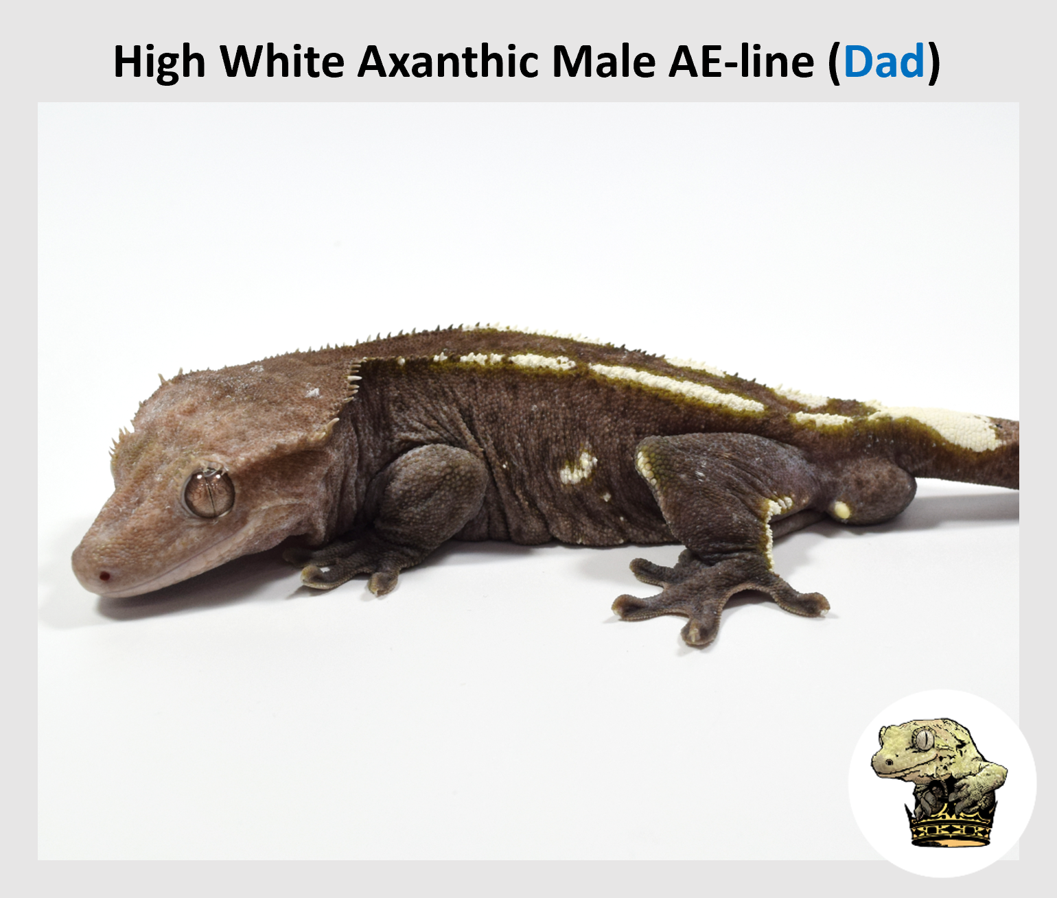 Dark Axanthic Male (Visual AE-Line) — Troys Geckos