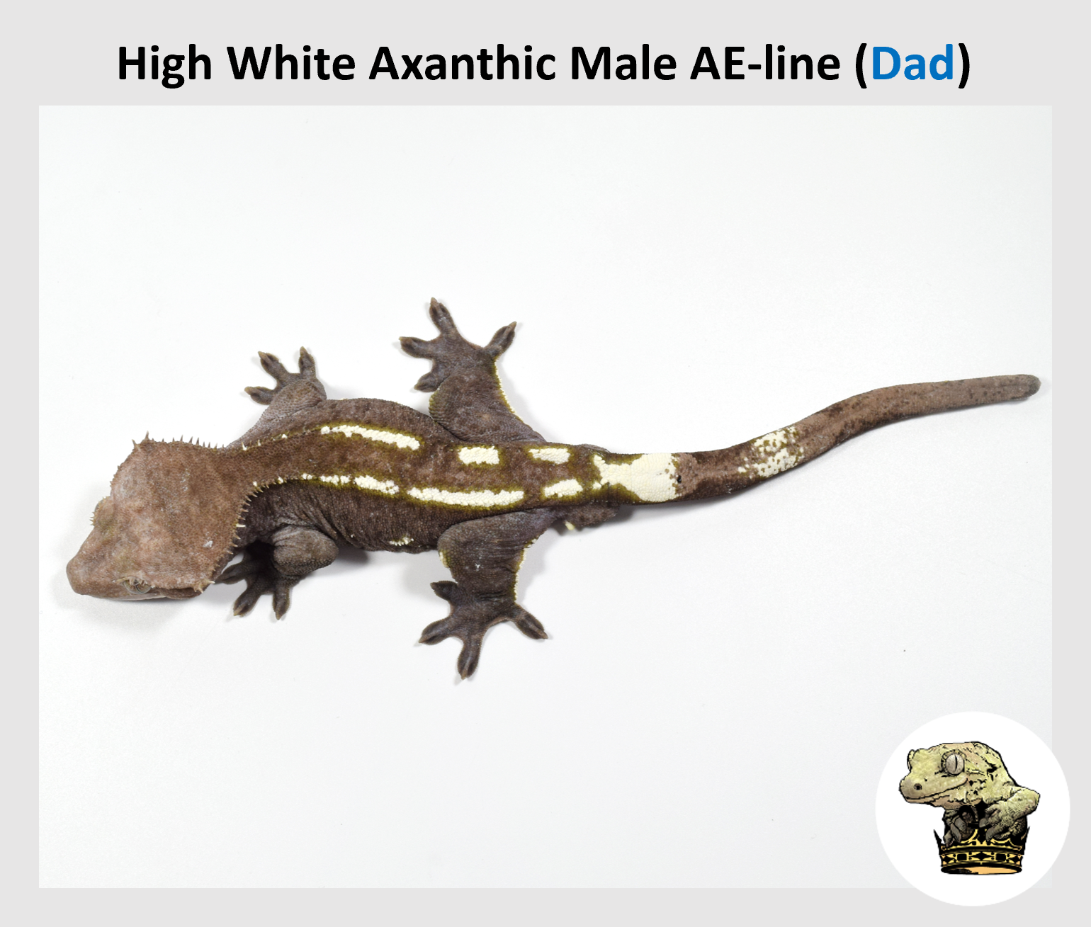 Dark Axanthic Male (Visual AE-Line) — Troys Geckos