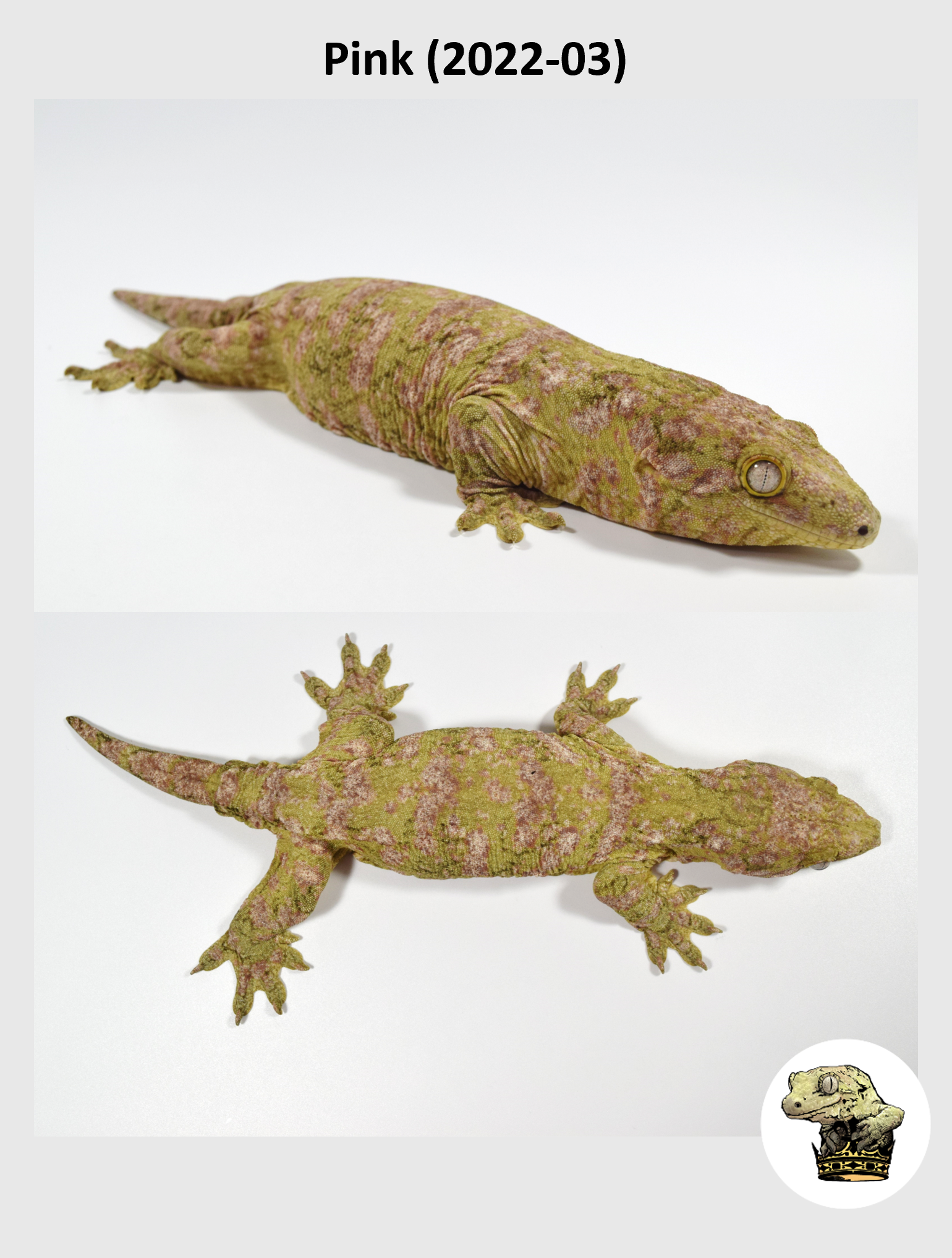 High Color Leachianus: Pink Pair (22-03) — Troys Geckos