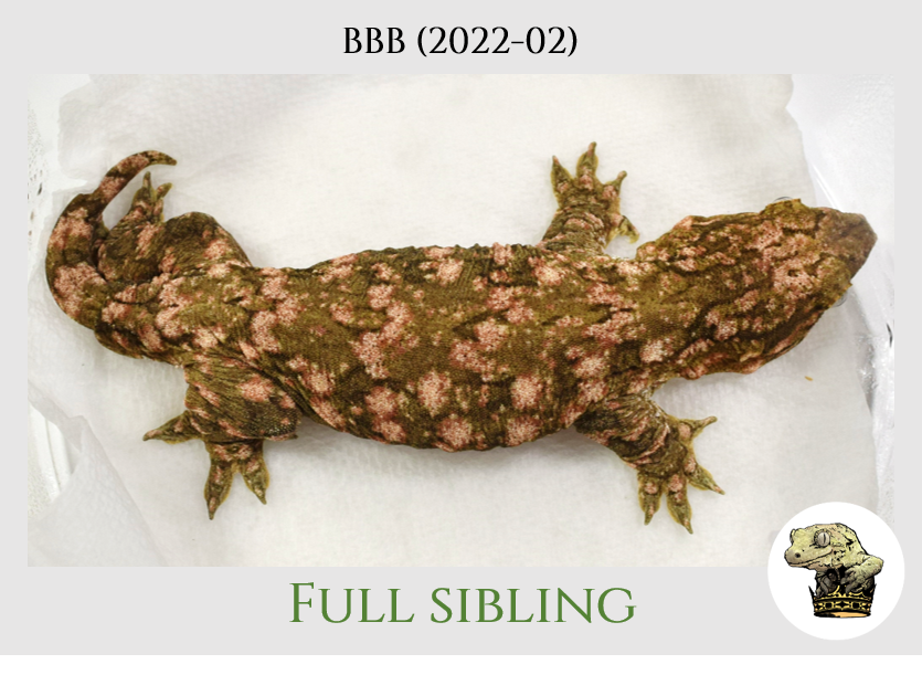 High Color Leachianus: Pink Pair (22-03) — Troys Geckos