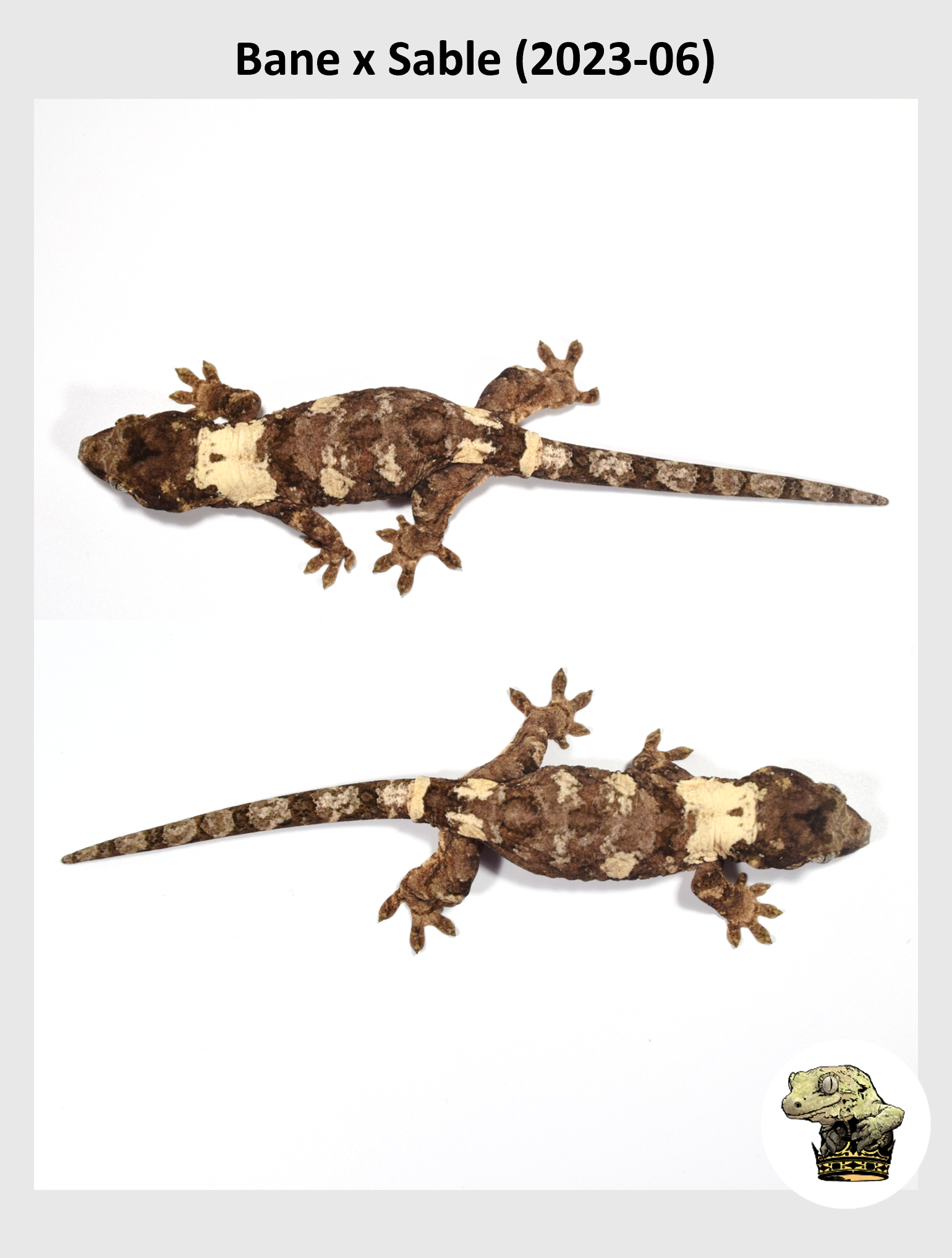 High White Male! Bane x Sable (2023-06) — Troys Geckos