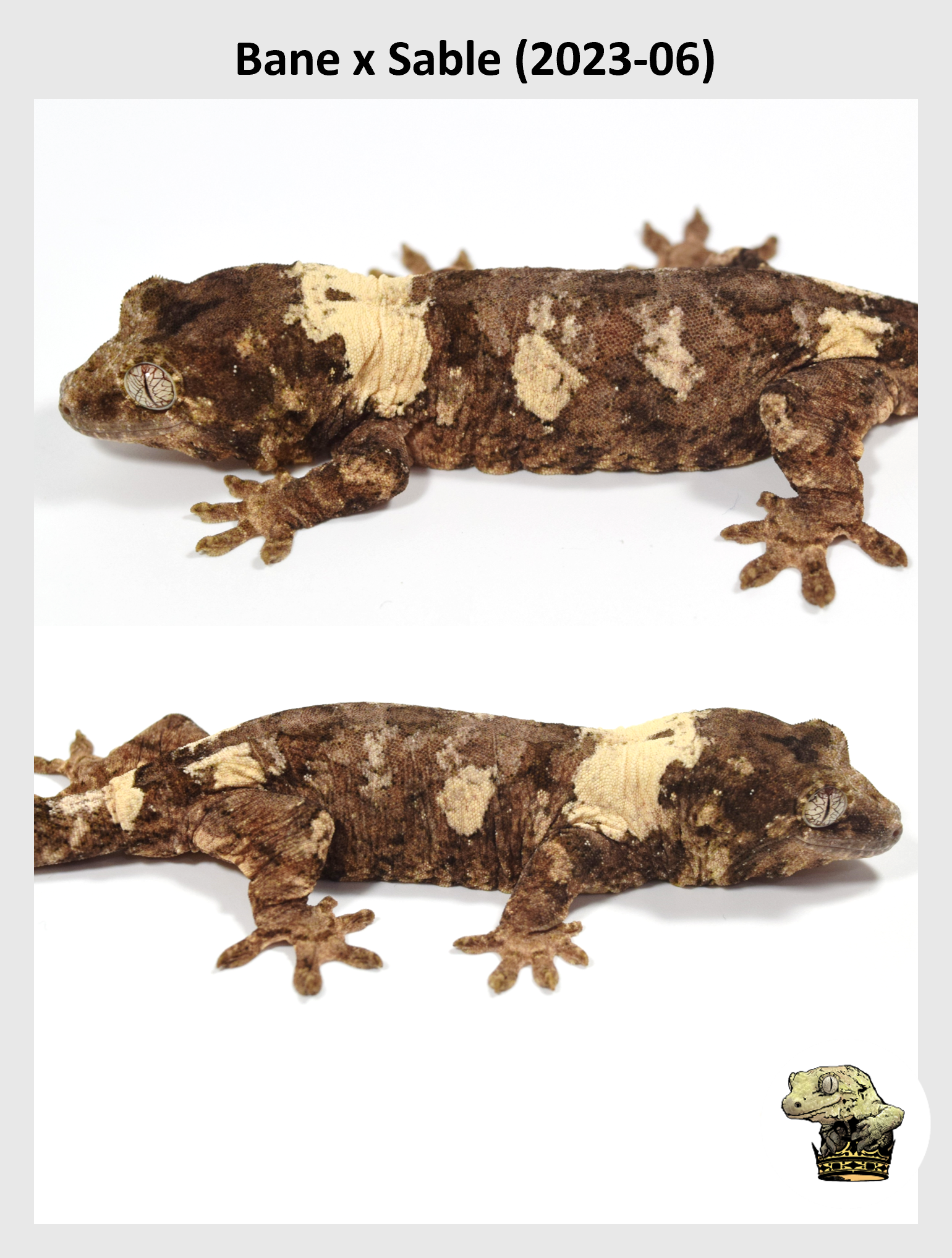 High White Male! Bane x Sable (2023-06) — Troys Geckos