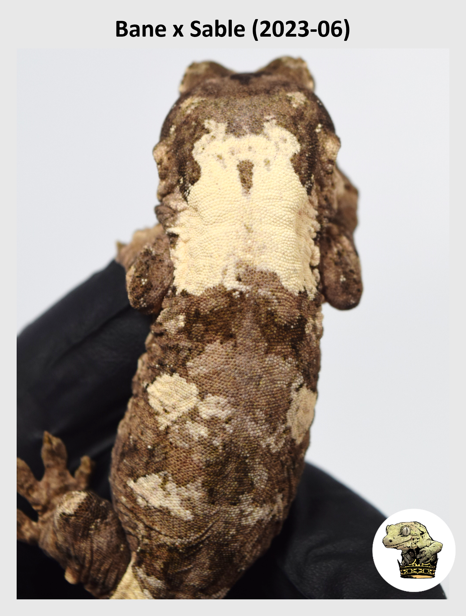 High White Male! Bane x Sable (2023-06) — Troys Geckos