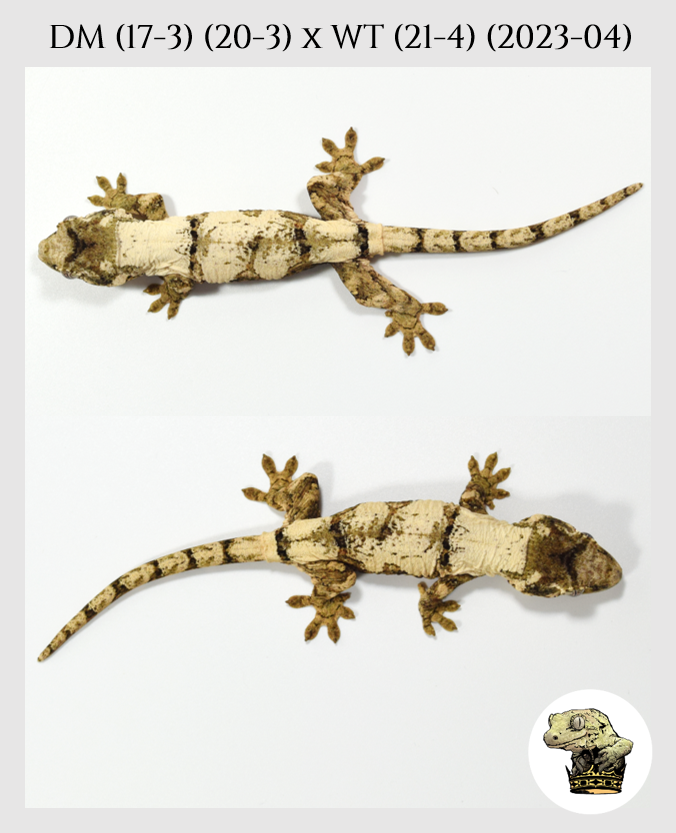 Super High White Female! DM (20-2) (2025-06) — Troys Geckos