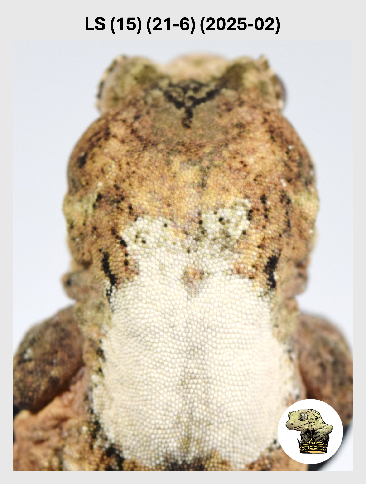Red High White Male! LS (15) (21-6) (2025-02) — Troys Geckos