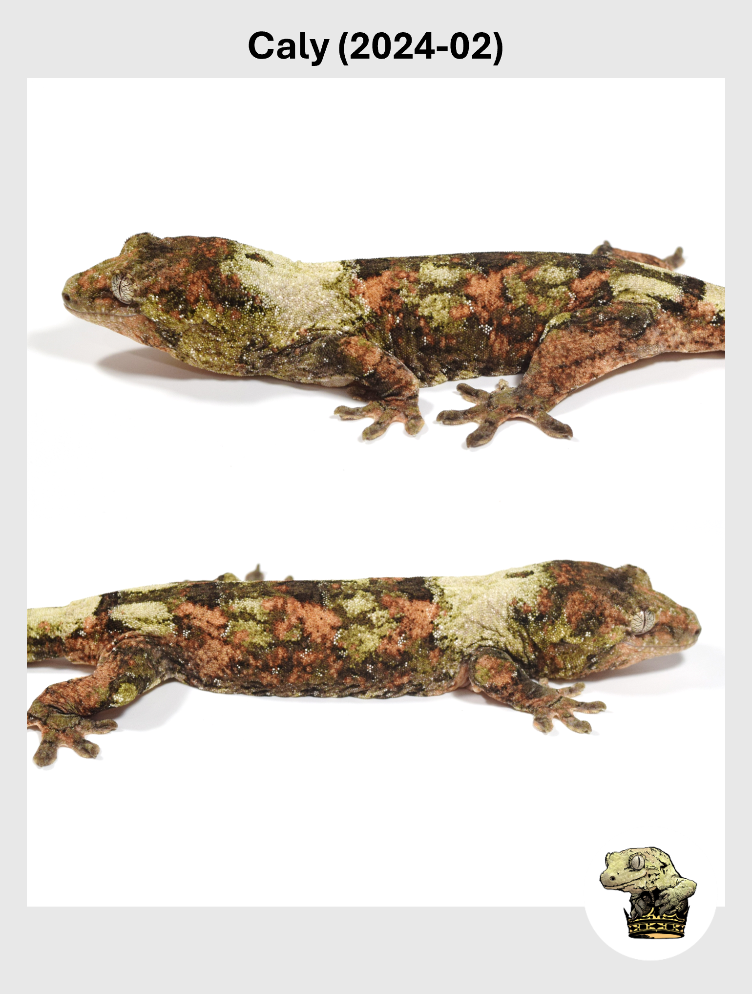 White Collar Female*! Caly (2025-02) — Troys Geckos