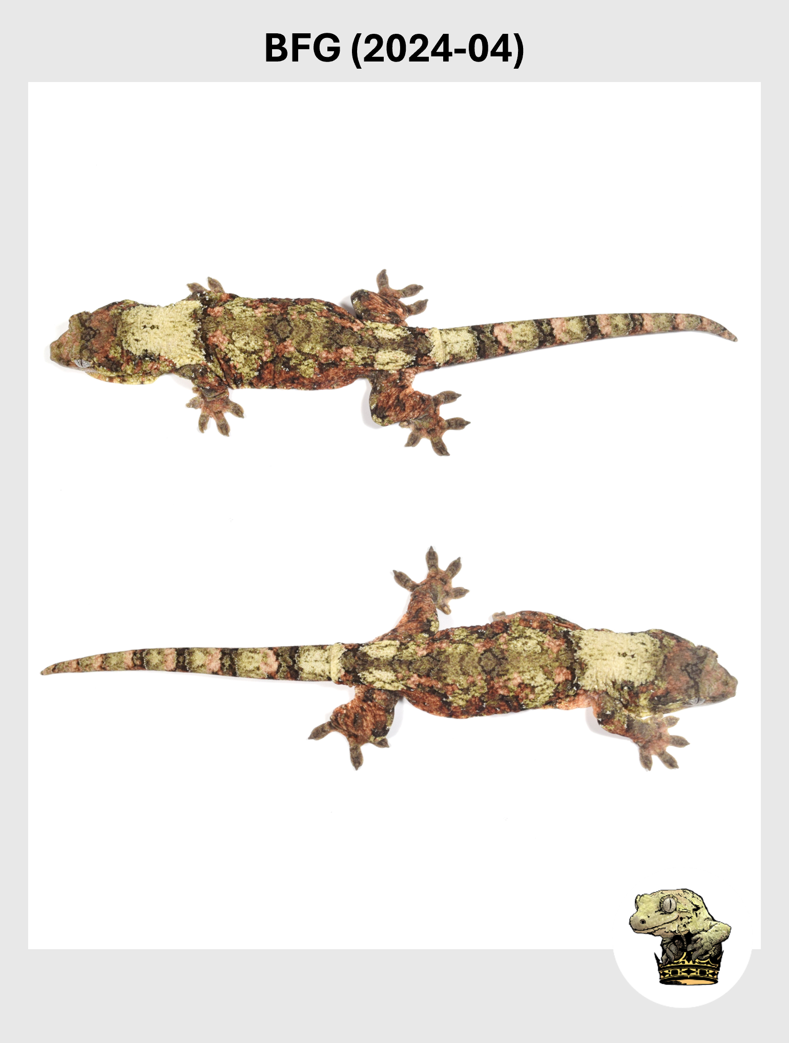 Large White Collar Female*! BFG (2025-06) — Troys Geckos