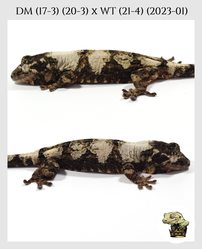 Super High White Female! DM (20-2) (2025-07) — Troys Geckos