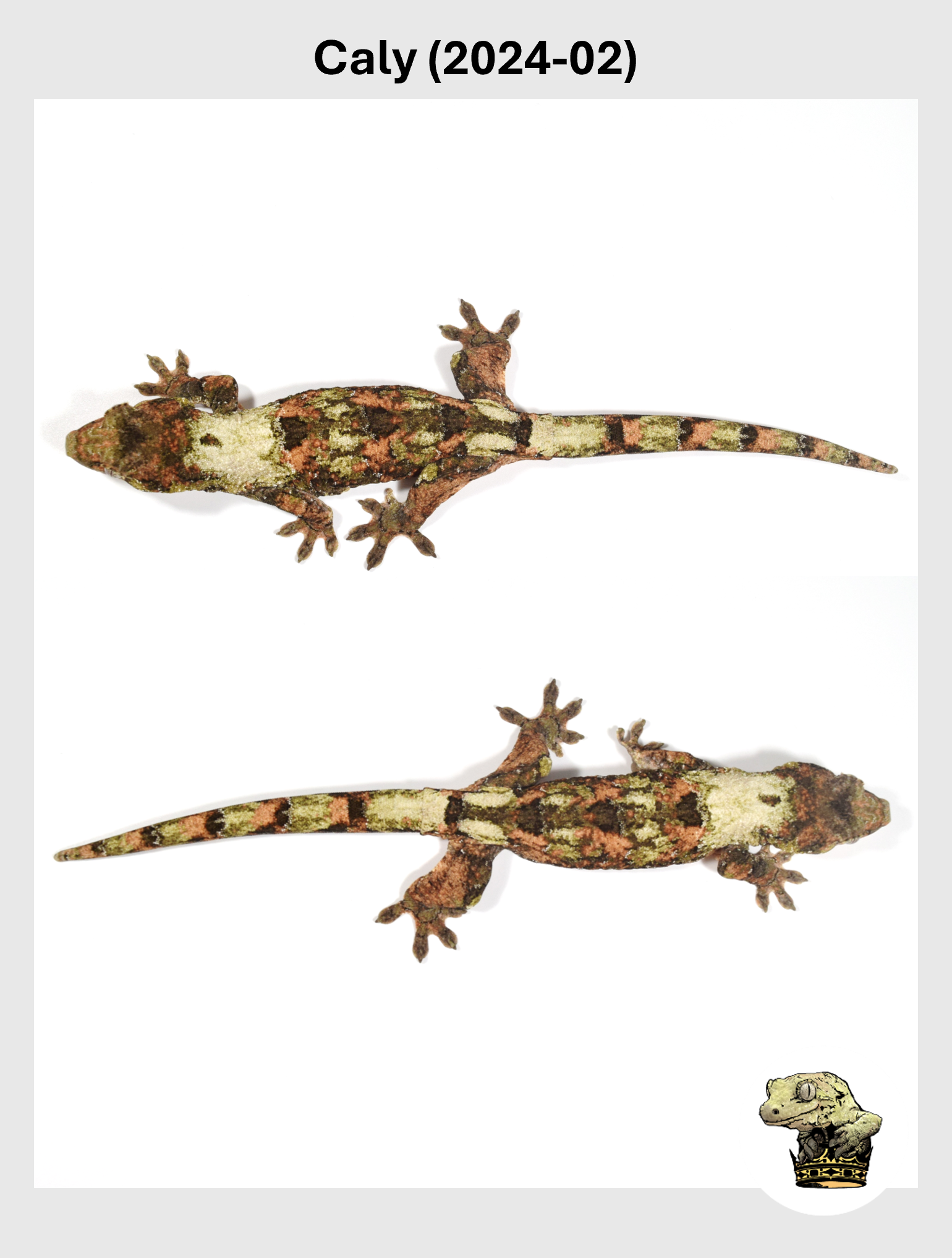 White Collar Female*! Caly (2025-02) — Troys Geckos