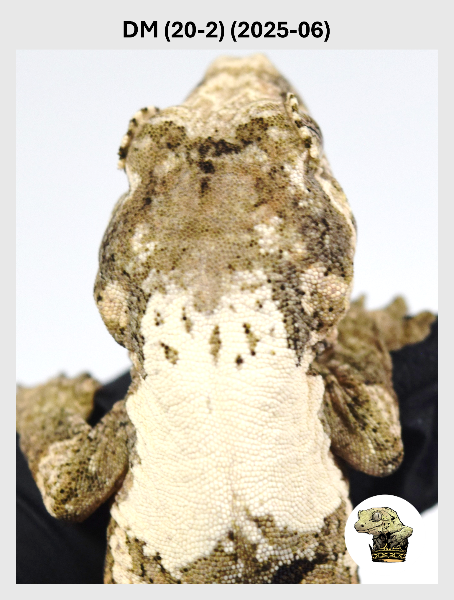 Super High White Female! DM (20-2) (2025-06) — Troys Geckos