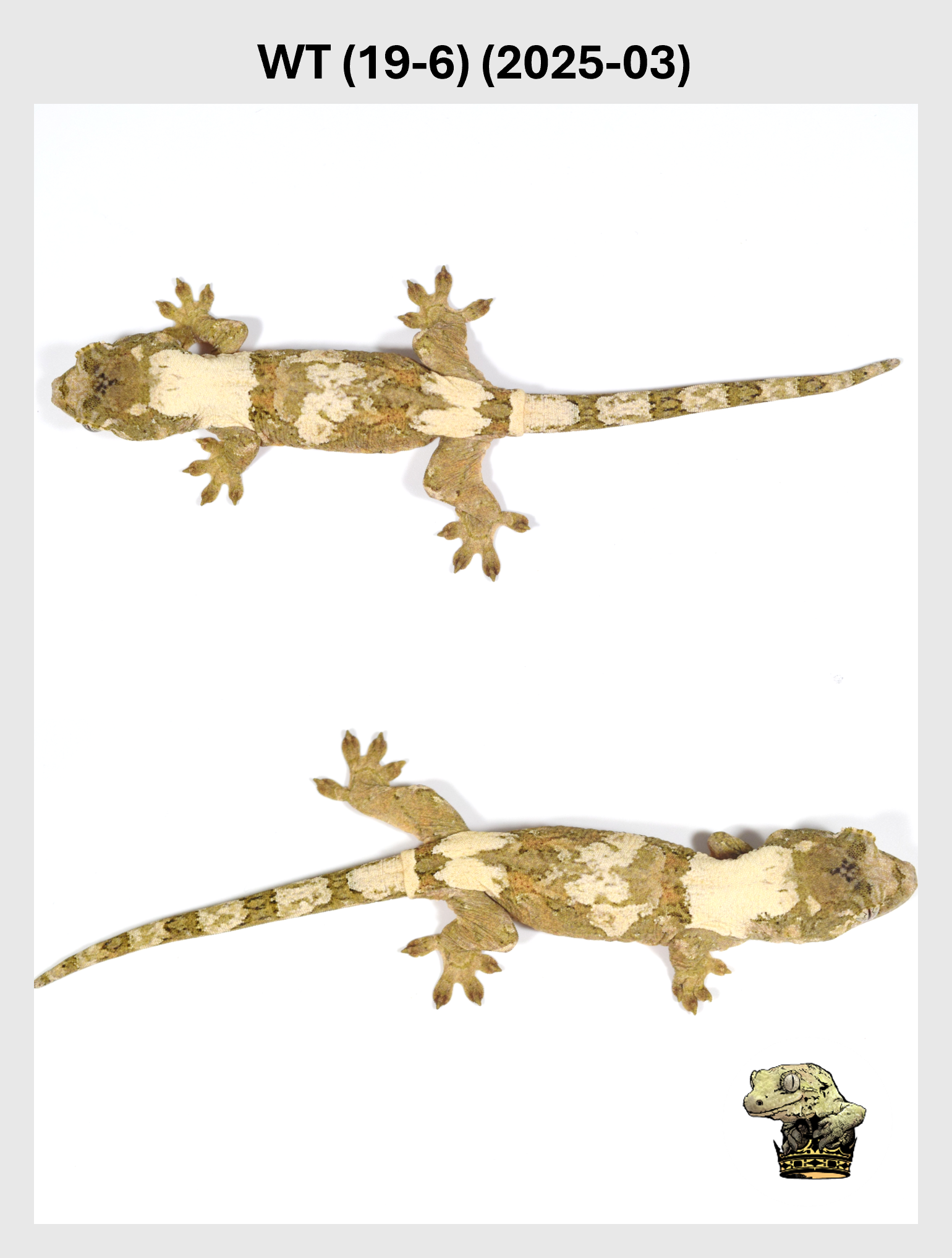 High White Female! WT (19-6) (2025-03) — Troys Geckos