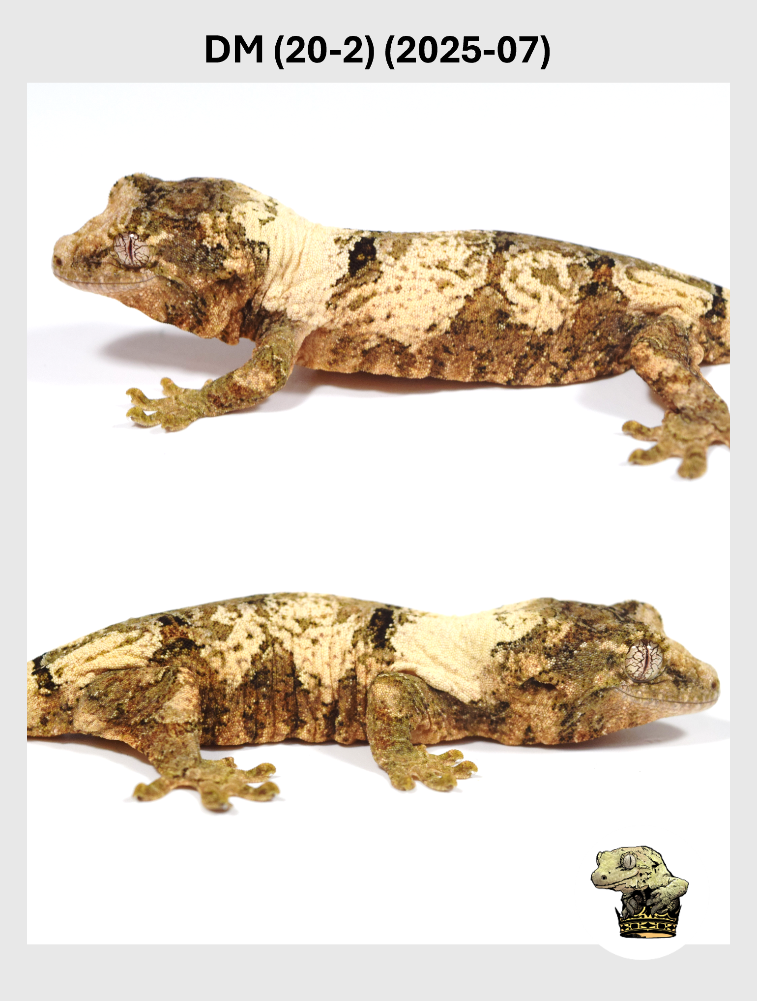 Super High White Female! DM (20-2) (2025-07) — Troys Geckos