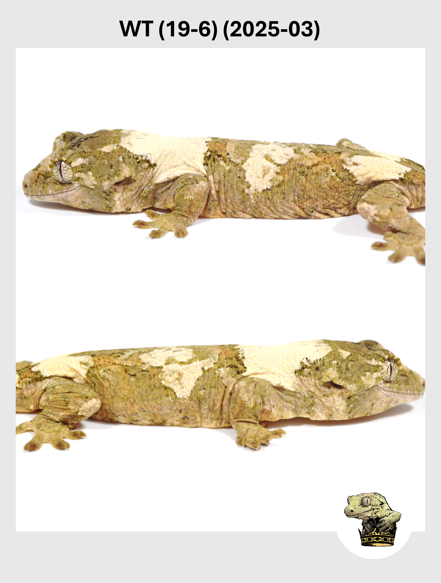 High White Female! WT (19-6) (2025-03) — Troys Geckos