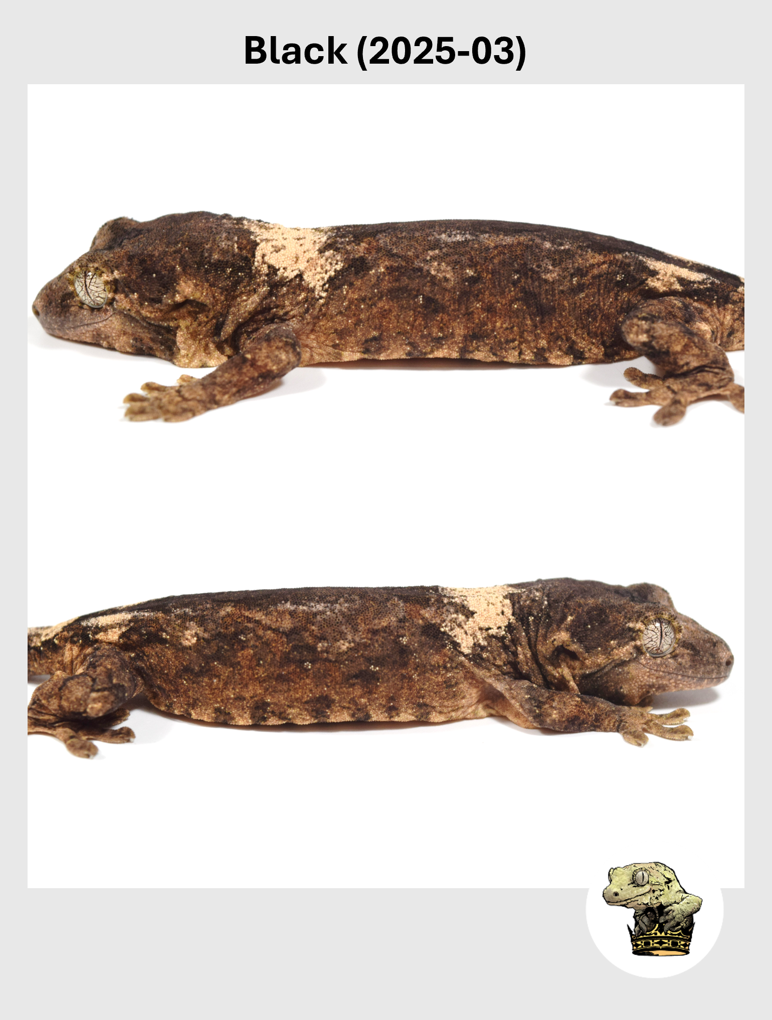 Black Line Striped Chahoua Female*! Black (2025-03) — Troys Geckos