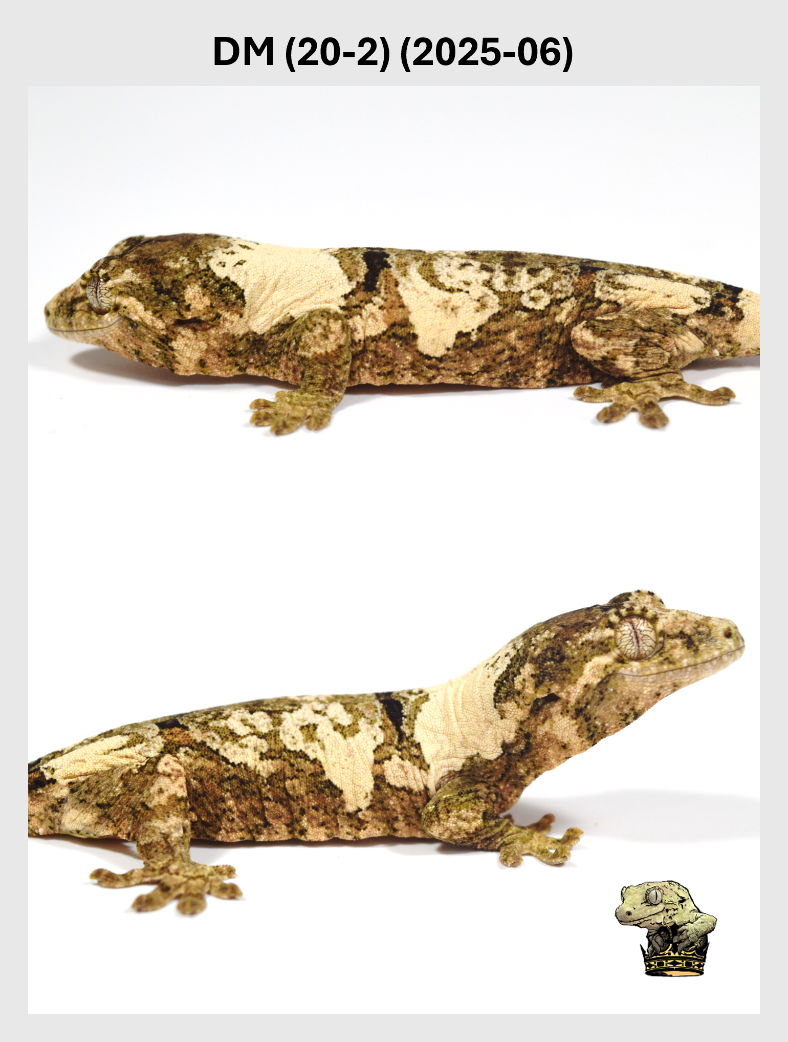 Super High White Female! DM (20-2) (2025-06) — Troys Geckos