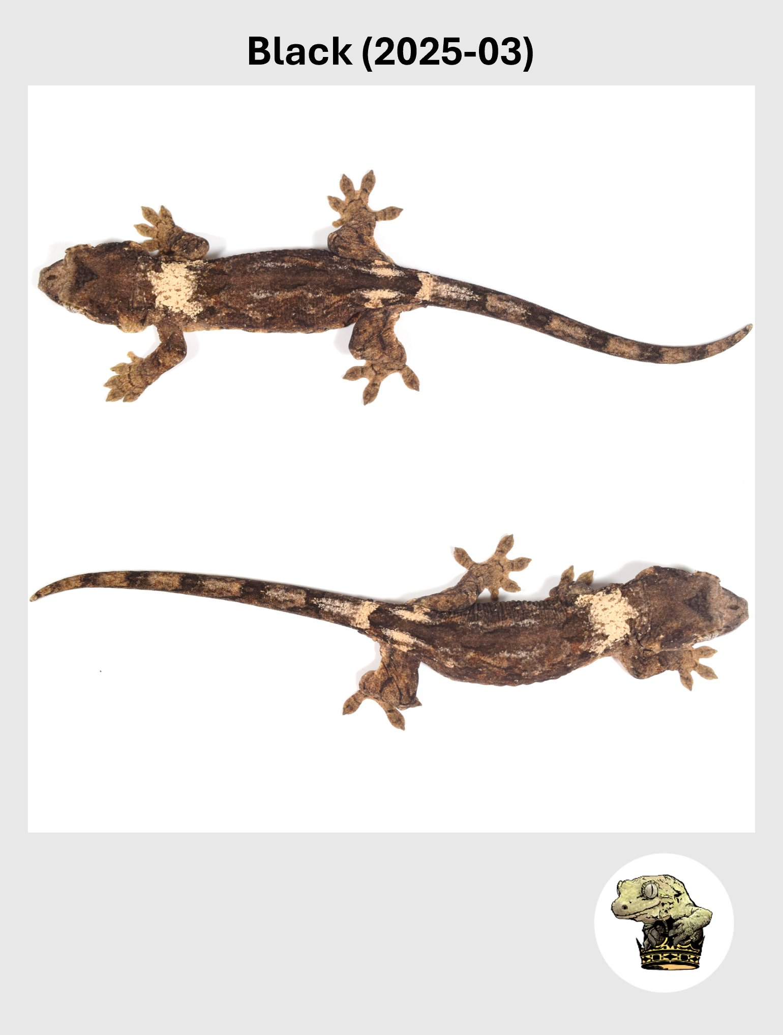 Black Line Striped Chahoua Female*! Black (2025-03) — Troys Geckos