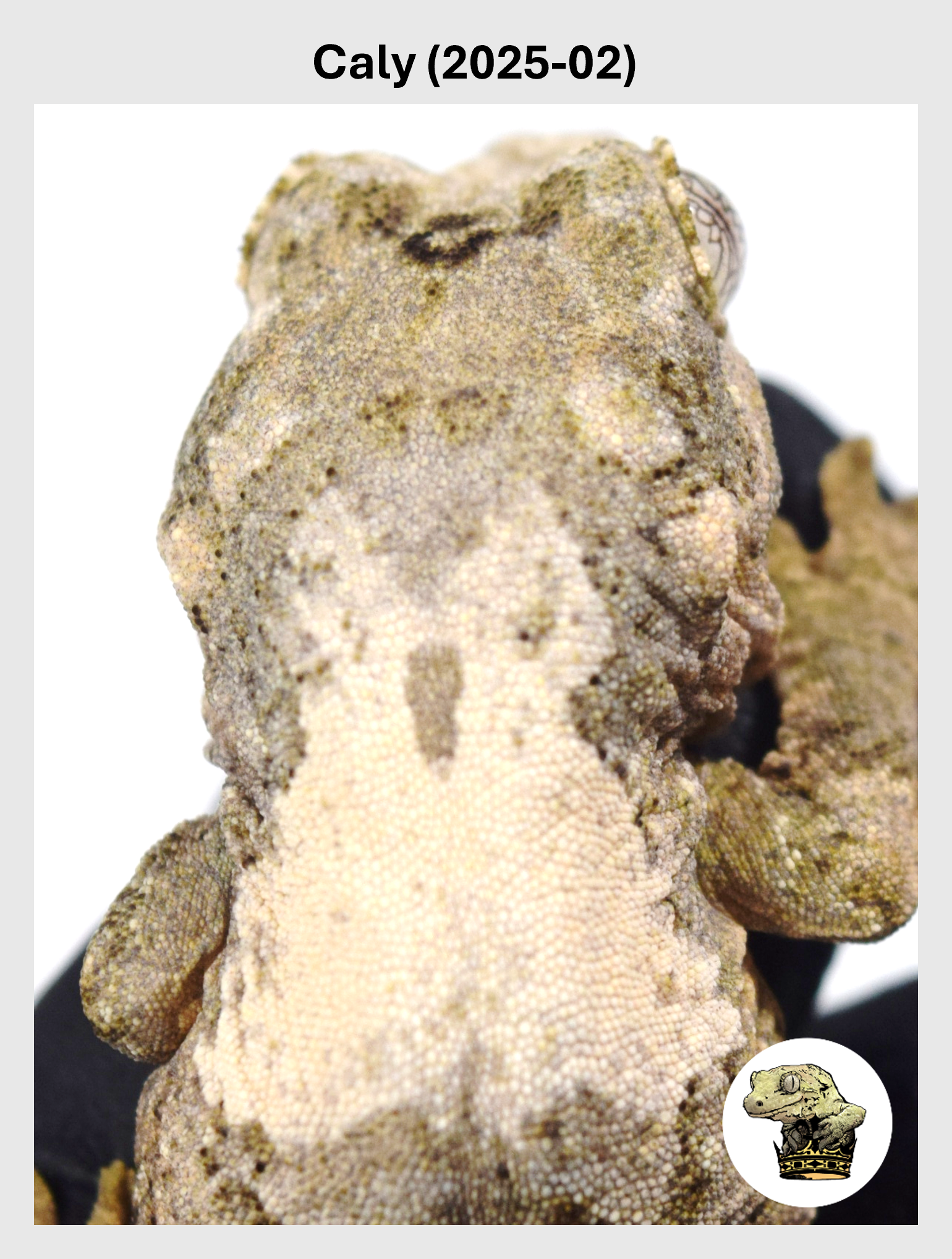 White Collar Female*! Caly (2025-02) — Troys Geckos