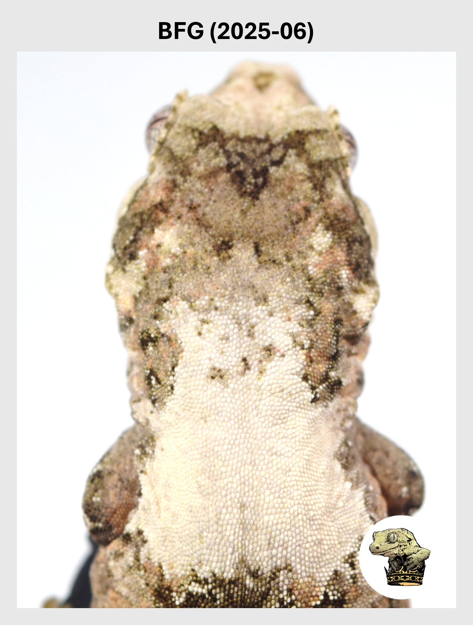 Large White Collar Female*! BFG (2025-06) — Troys Geckos