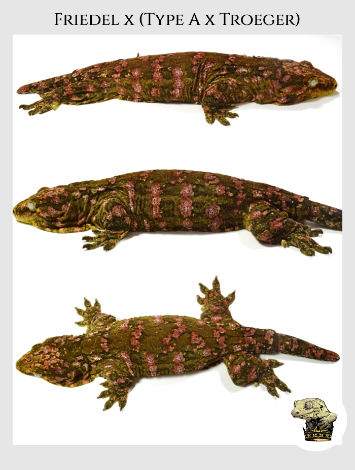 Troys Geckos