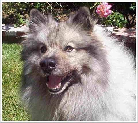 Southern California Keeshond Rescue