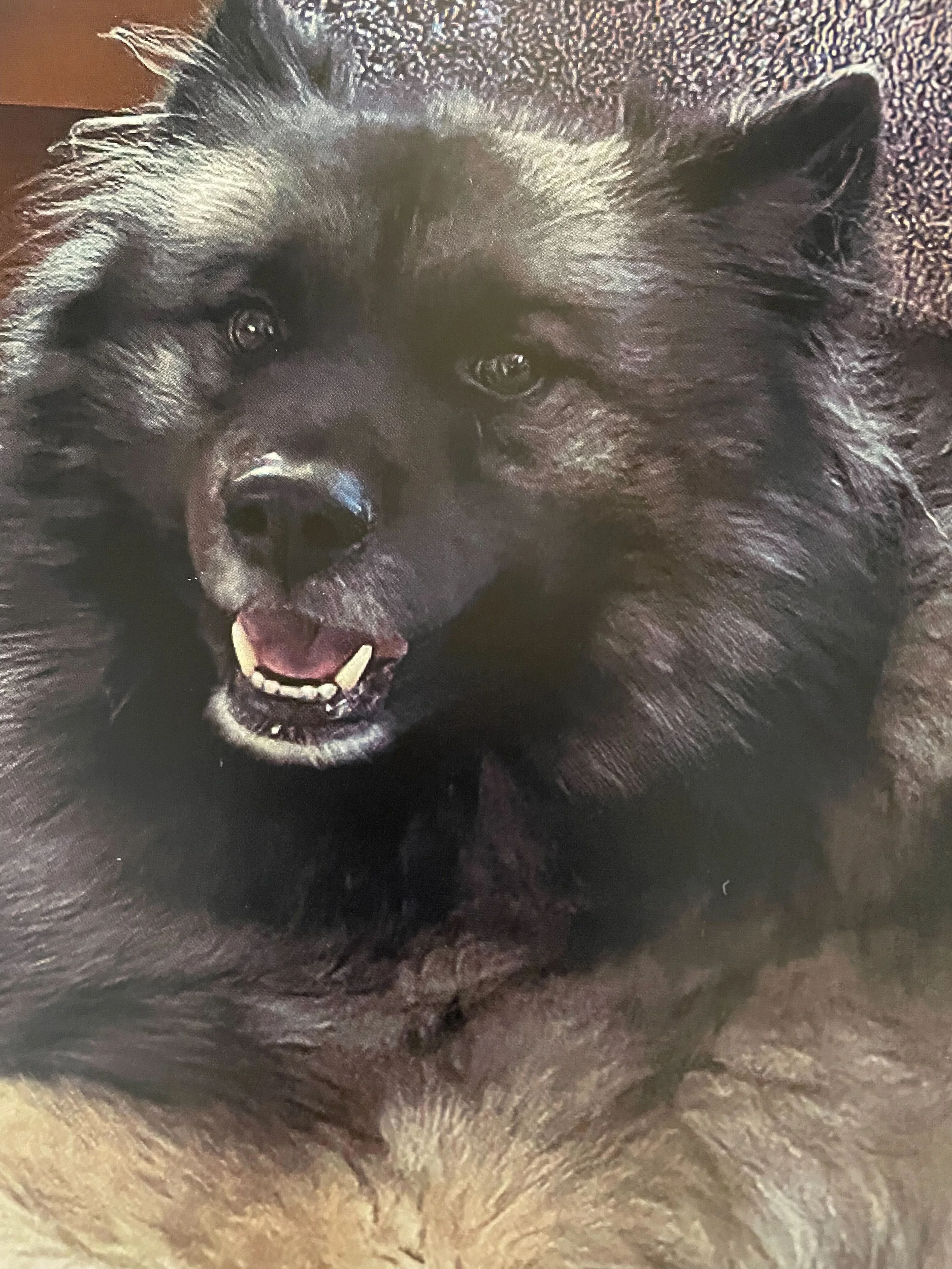 Southern California Keeshond Rescue