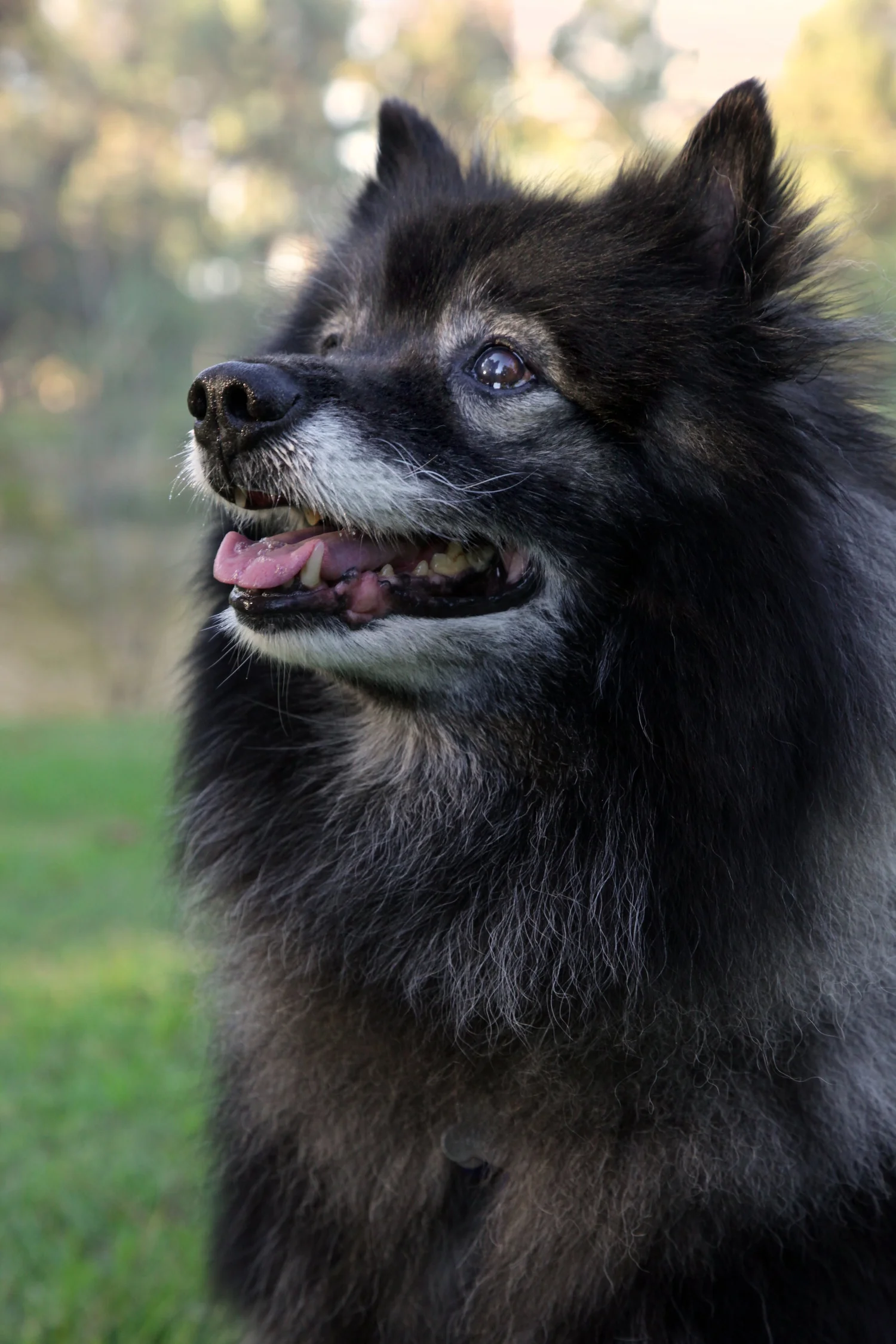 Donate — Southern California Keeshond Rescue