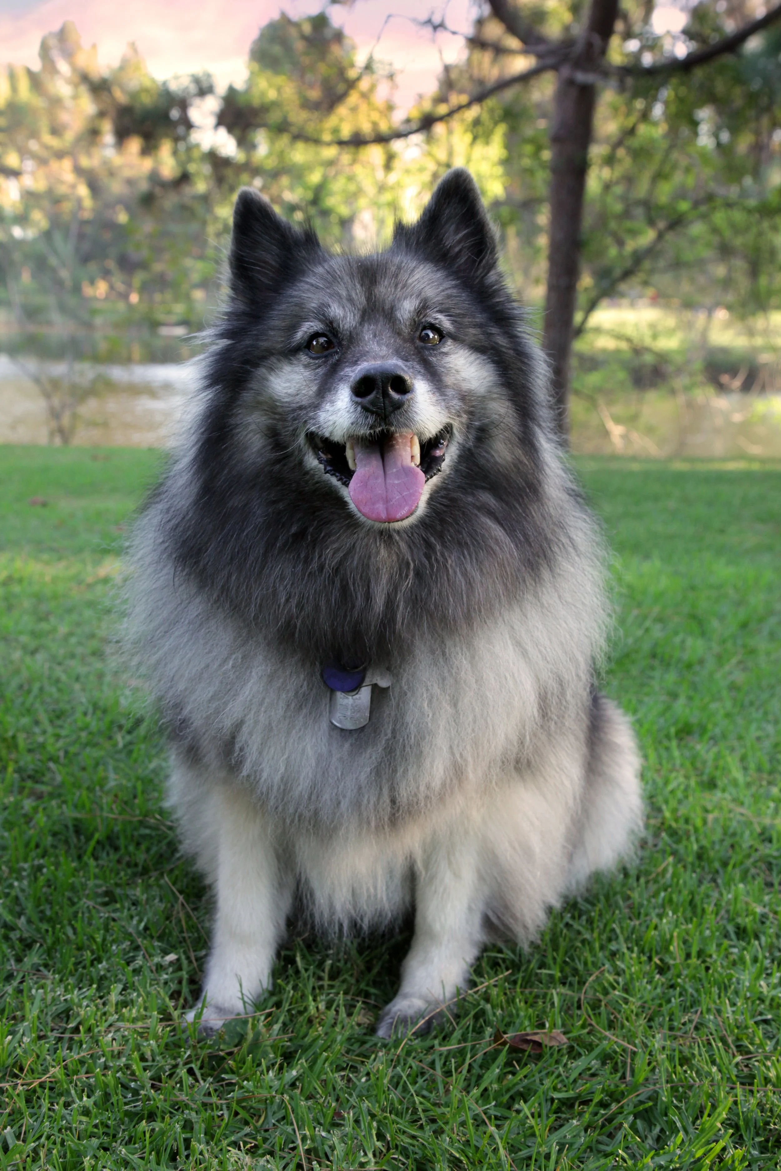 Southern California Keeshond Rescue