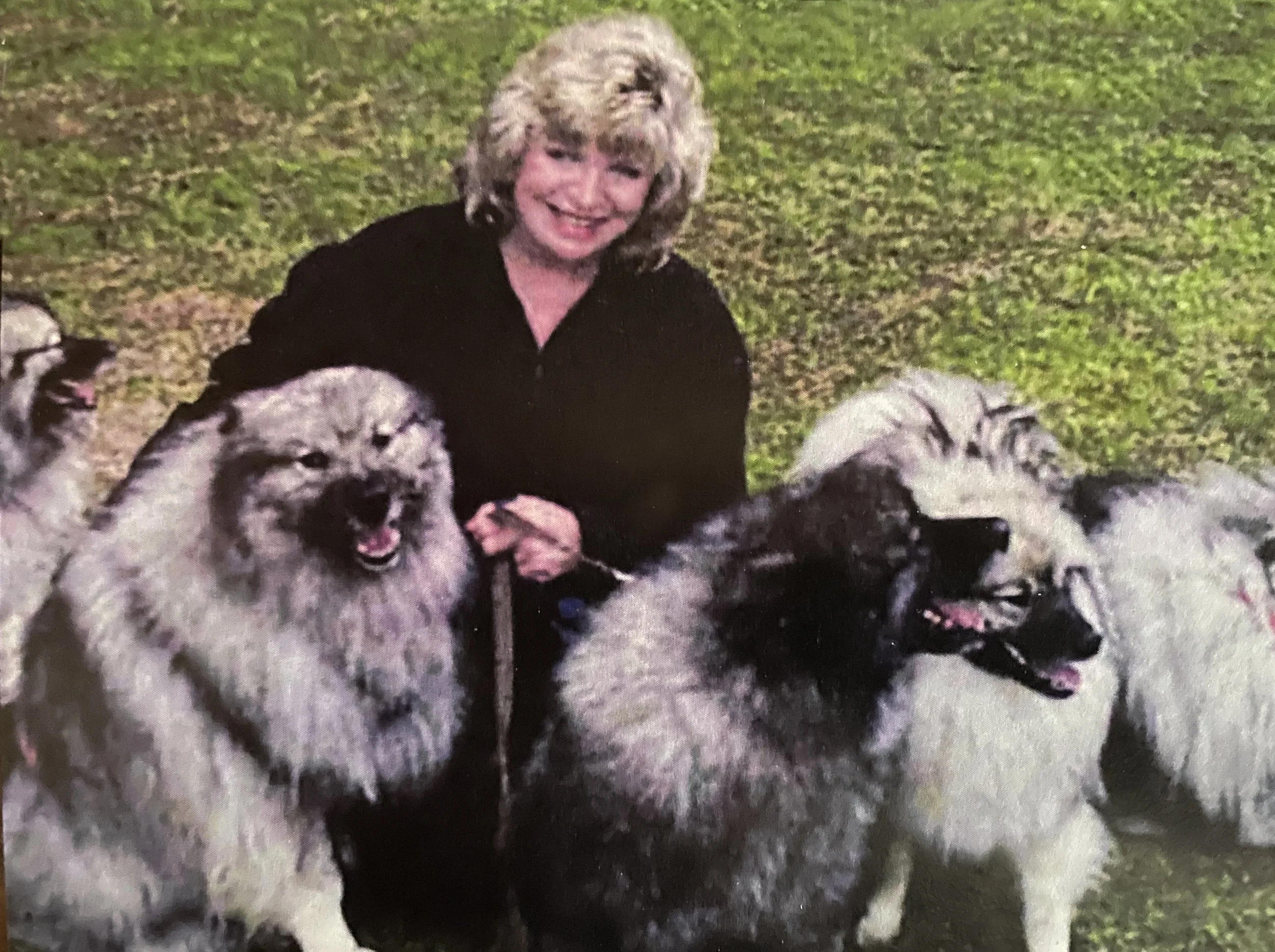 Keeshond Rescue — Southern California Keeshond Rescue
