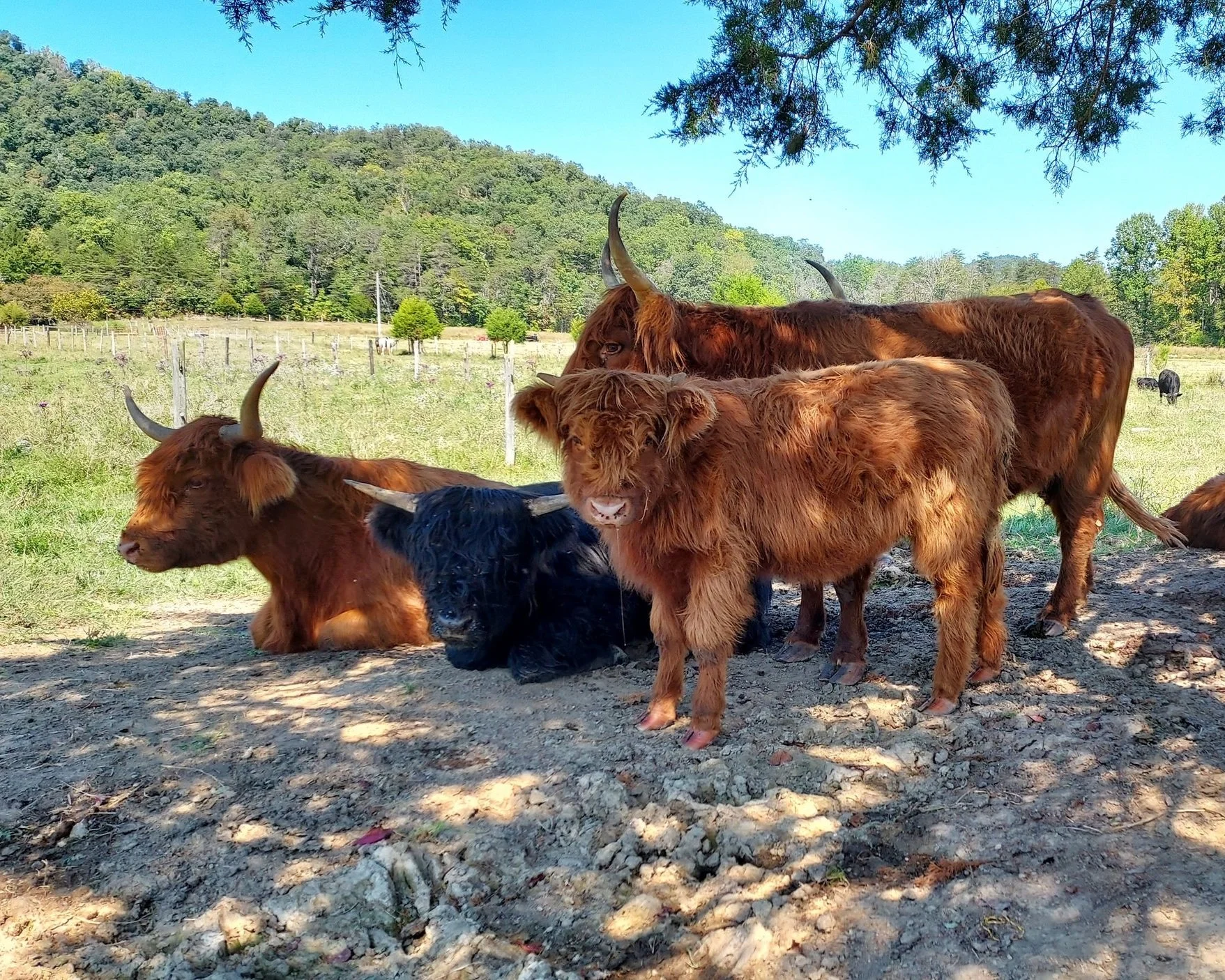 Farm Residents — Red Haven Farm