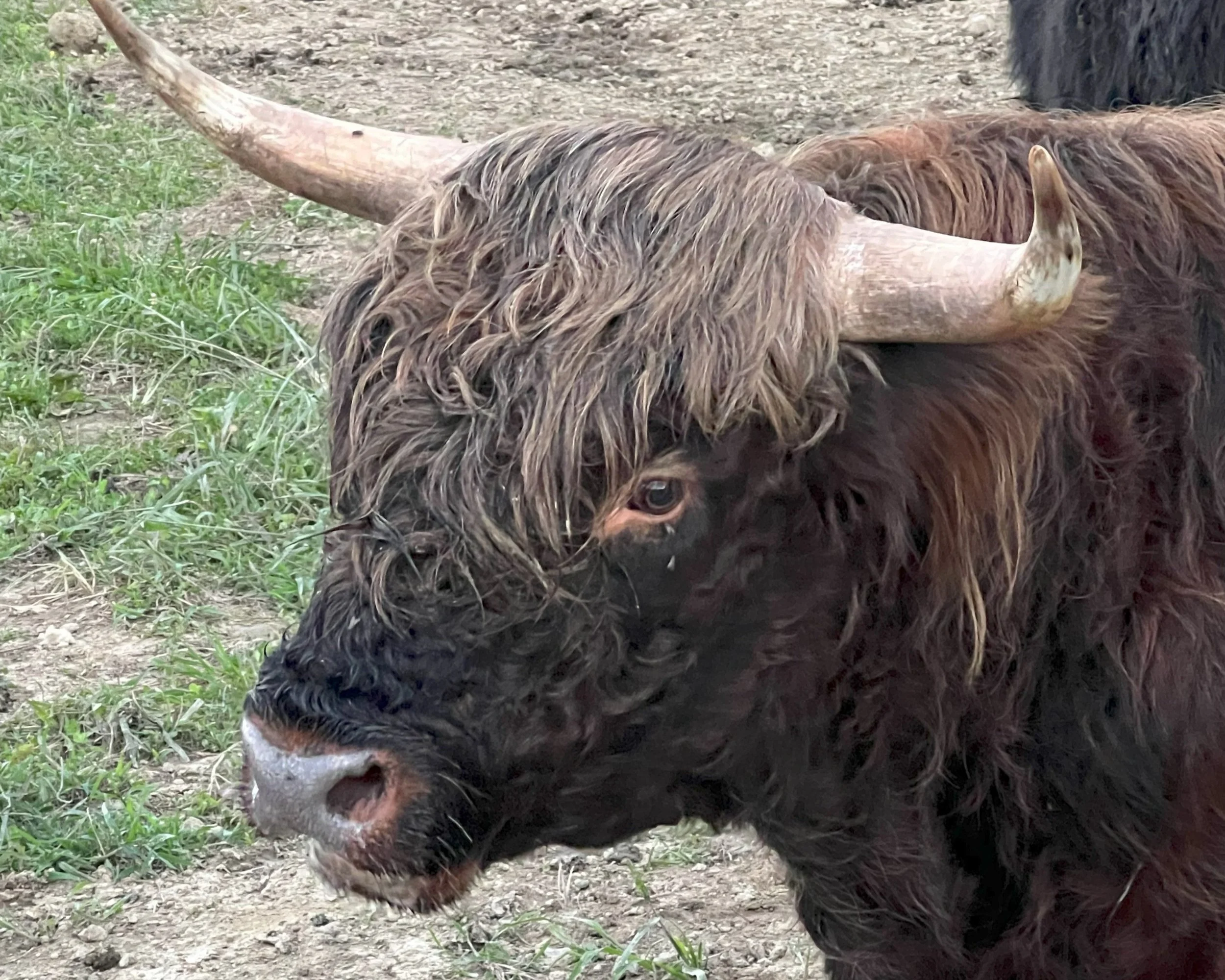 Farm Residents — Red Haven Farm