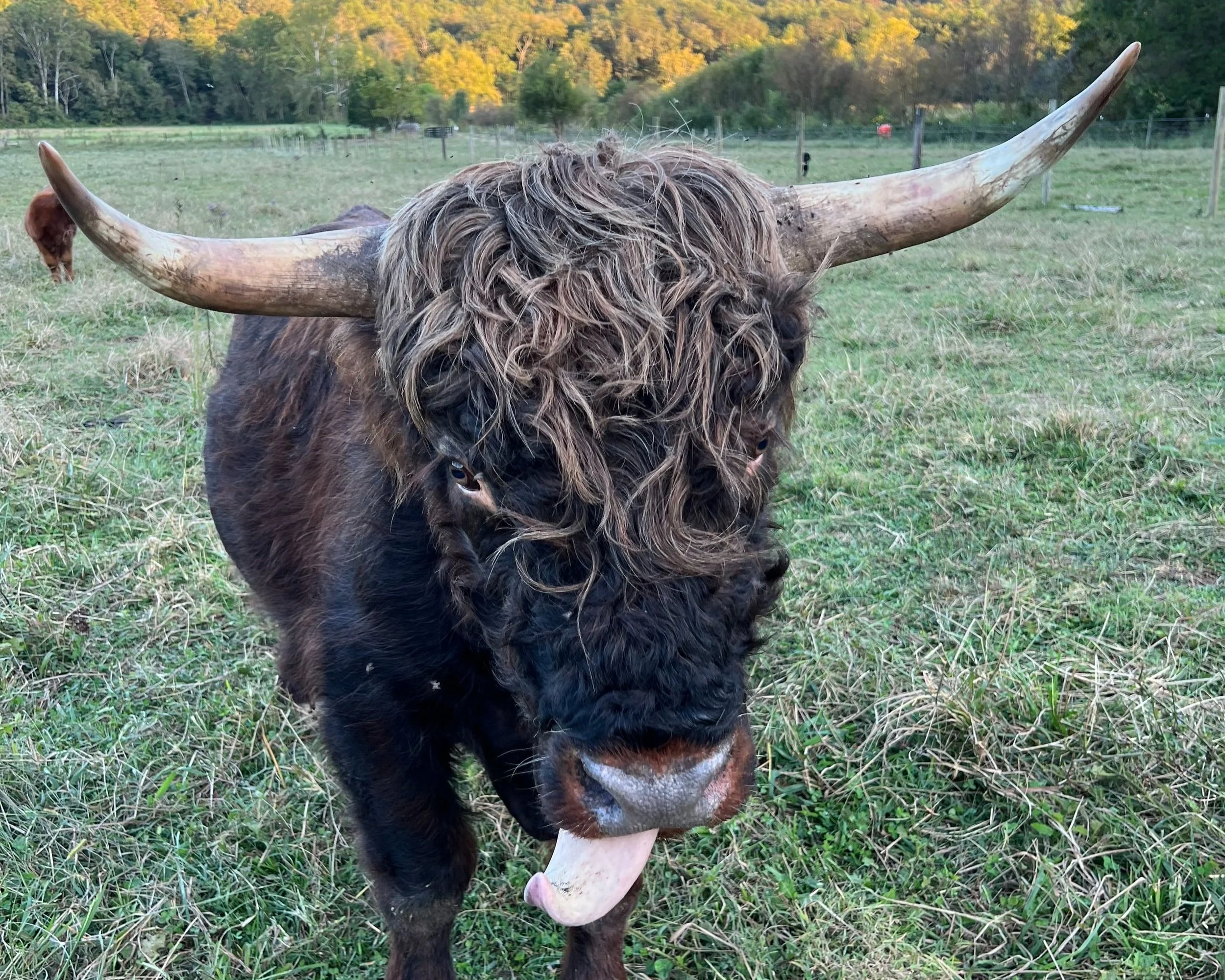 Farm Residents — Red Haven Farm
