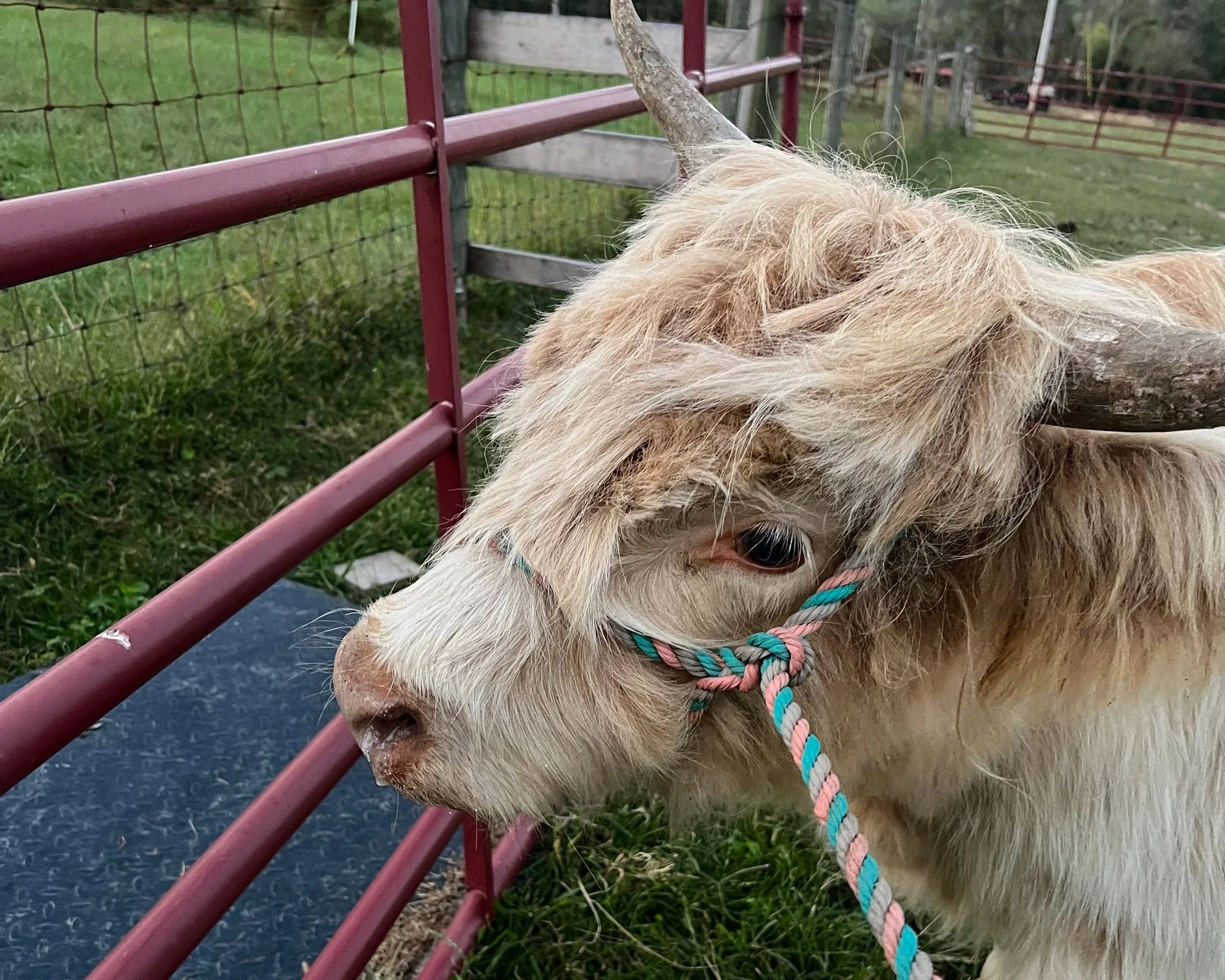 Farm Residents — Red Haven Farm